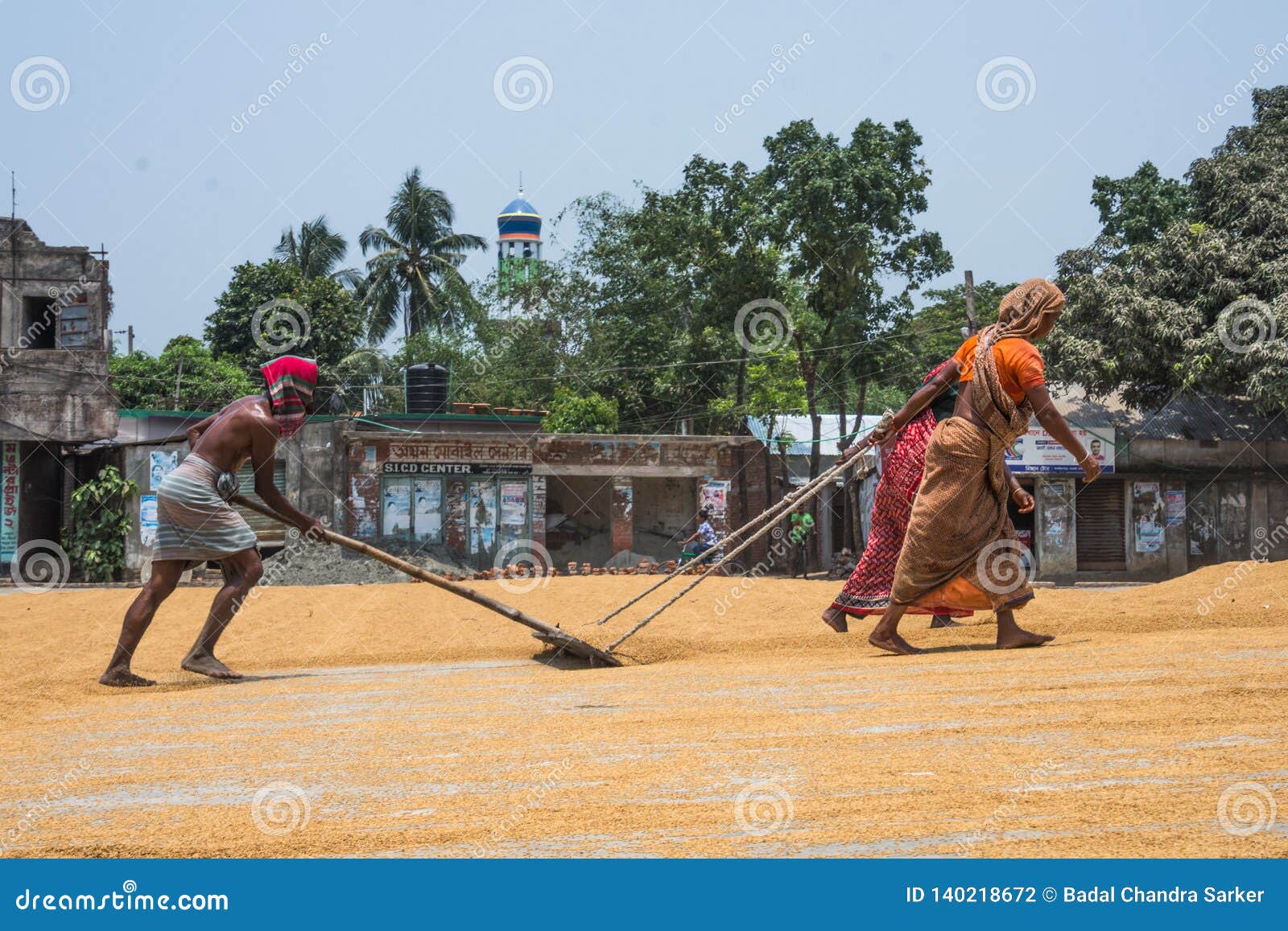 Paddy Rice Processing Worker of Bangladesh Editorial Photography ...