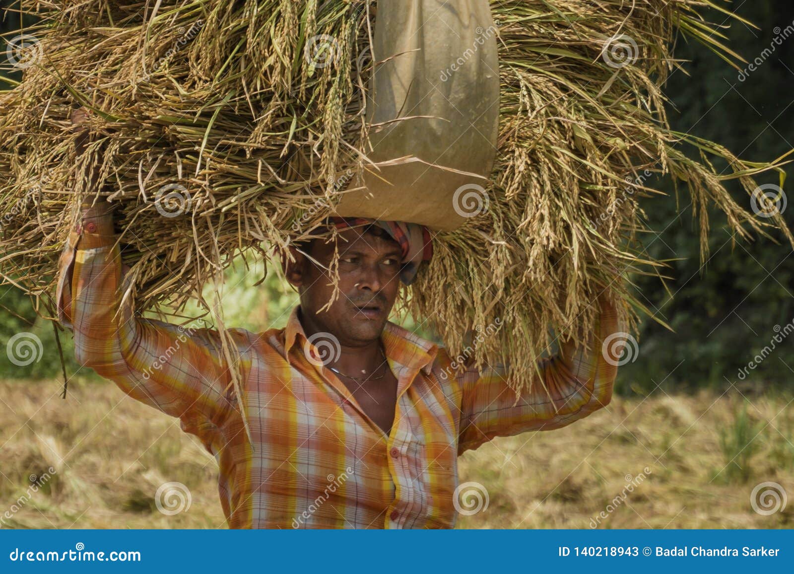 Paddy Rice Processing Worker of Bangladesh Editorial Stock Photo ...