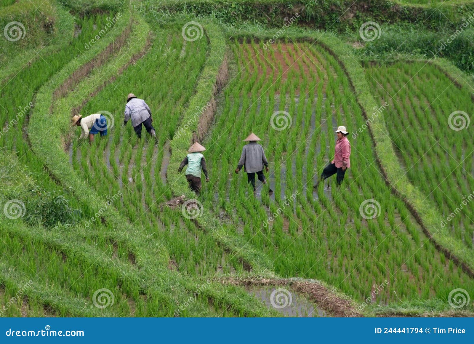 Women in the Paddy Fields in Bali Editorial Stock Image - Image of ...