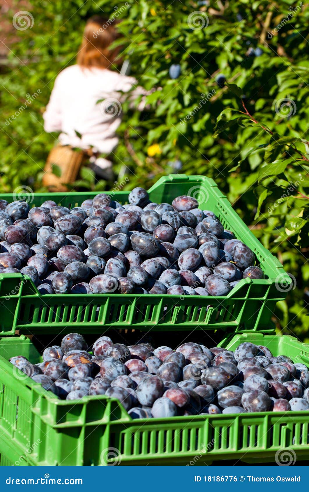 Women picking plums stock photo. Image of food, healthy - 18186776