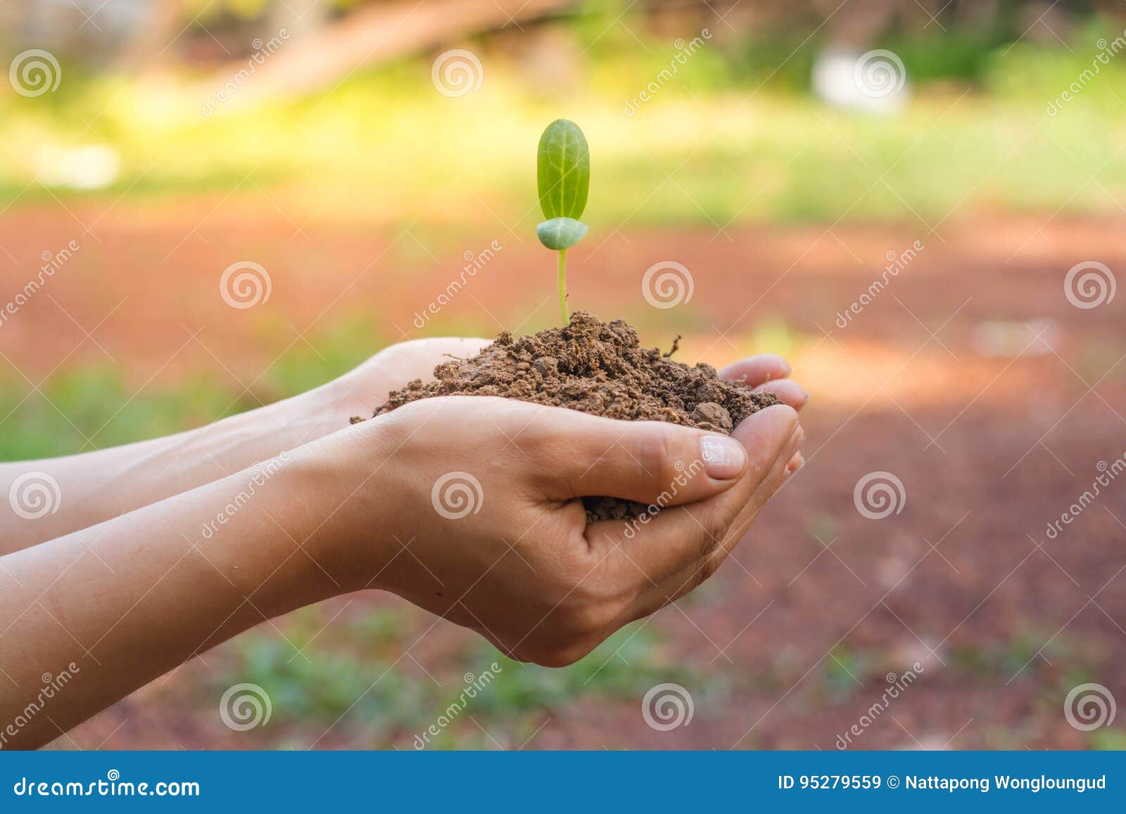 Women Planting Trees To Create a Living. Stock Image - Image of ...