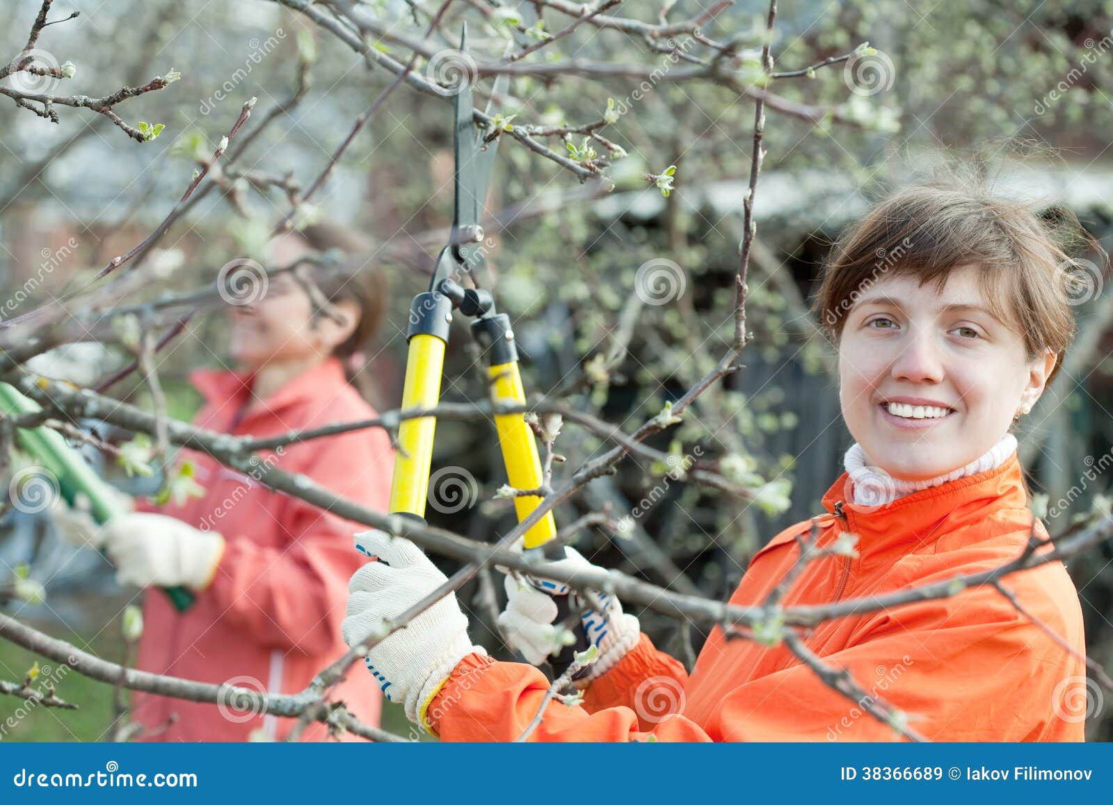 Women Pruned Branches in the Orchard Stock Image - Image of portrait ...