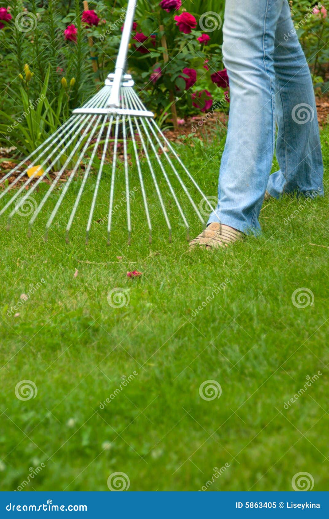Women raking stock image. Image of outdoors, female, plant - 5863405