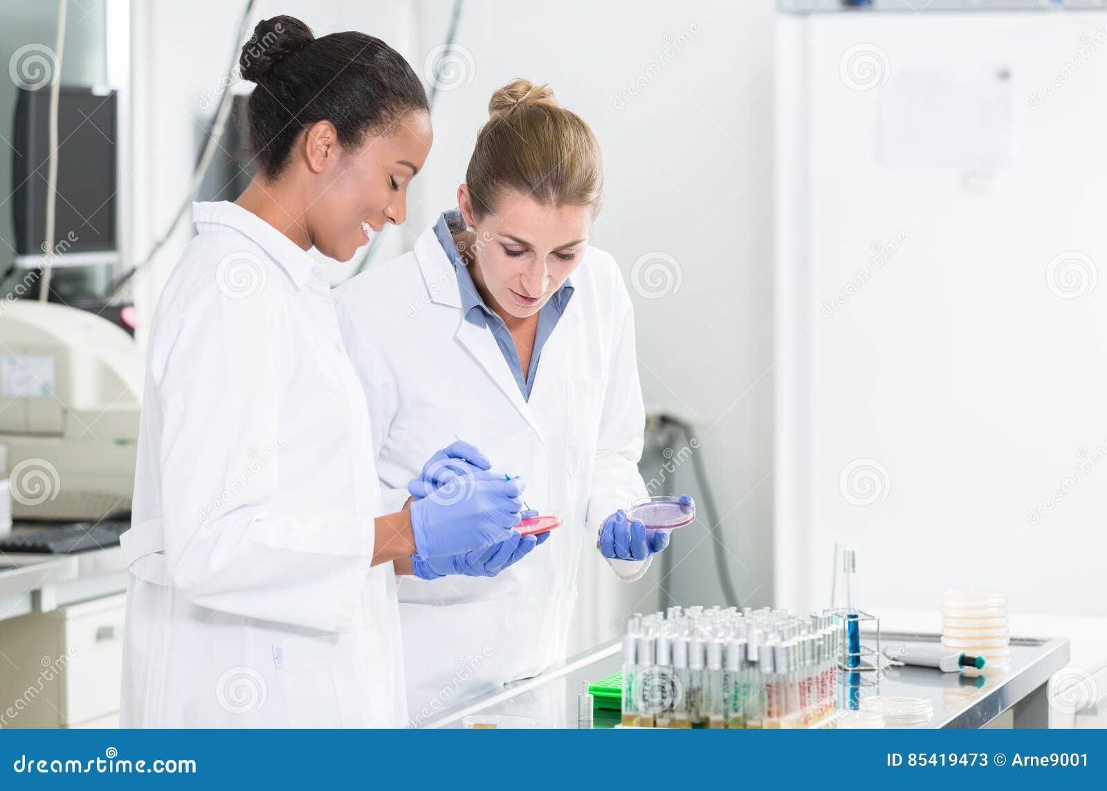 Women in Research Laboratory Talking about Tests on Germ Samples Stock ...