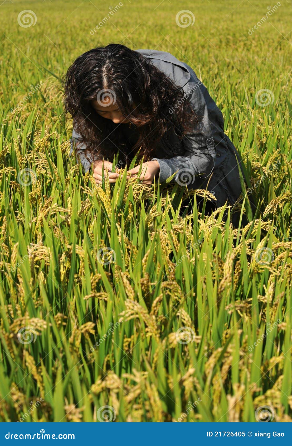 Women in rice field stock image. Image of food, female - 21726405