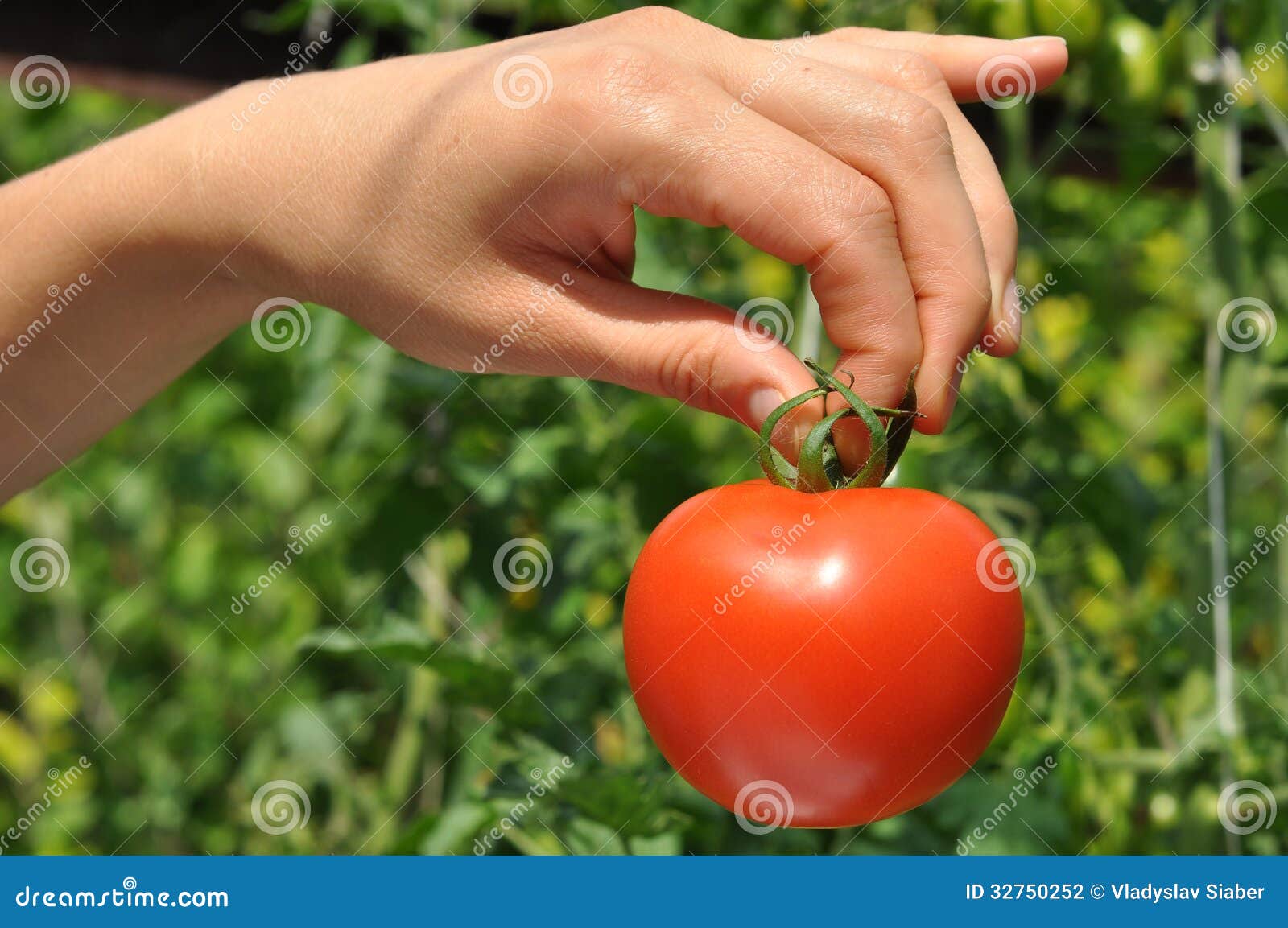 Women S Arm Holding Red Tomato Stock Photo - Image of agriculture ...