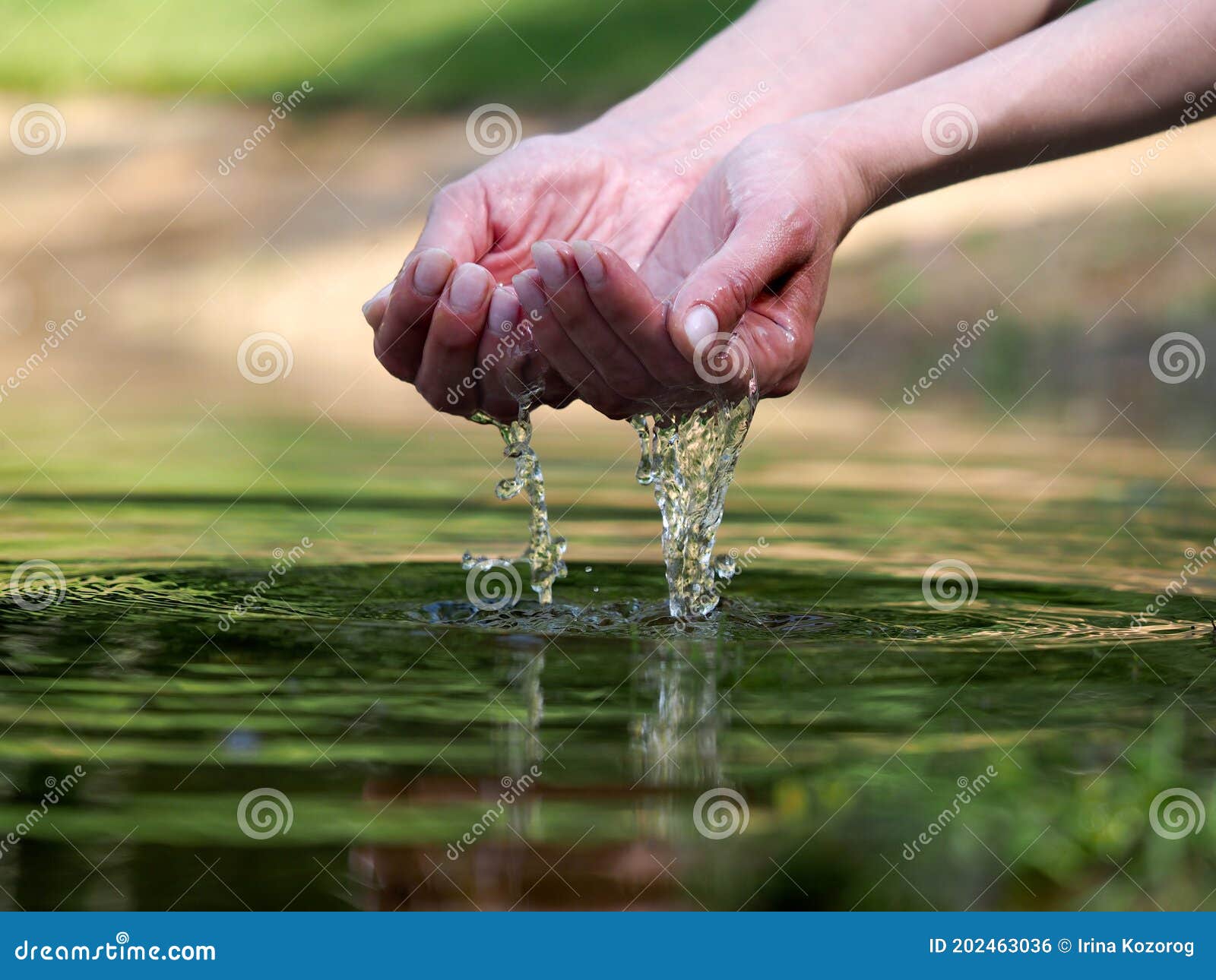 Women`s Hands are Holding in Your the Water Stock Photo - Image of ...