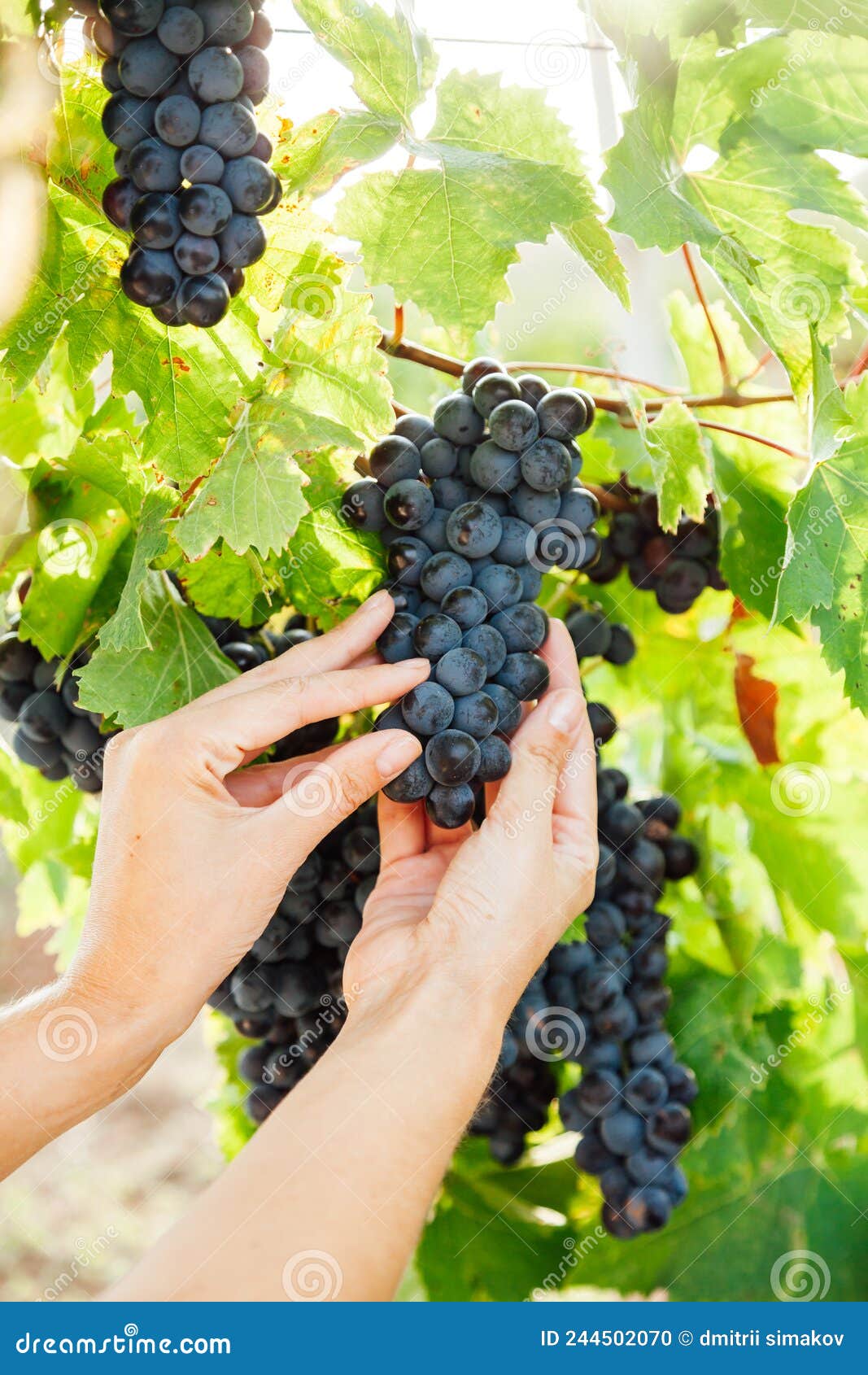 Women& X27;s Hands Pick Grapes for Wine Summer Stock Photo - Image of ...