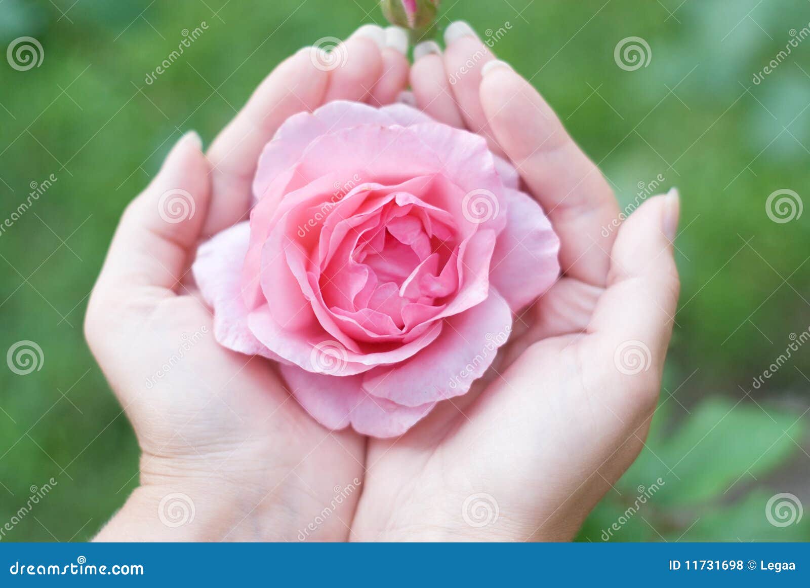 Women s hands with a rose stock photo. Image of women - 11731698