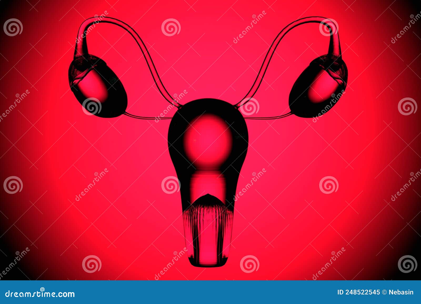 Women`s Health Gynecology Concept Female Internal Organs Uterus And