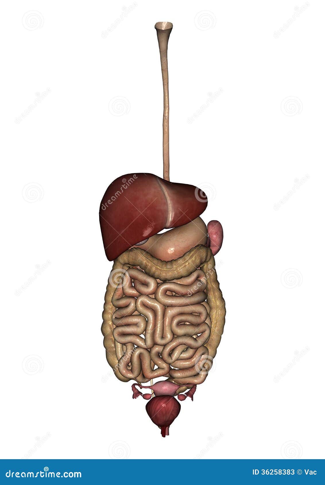 3d Render Guts With Microbiome In The Human Body. Intestines On The ...