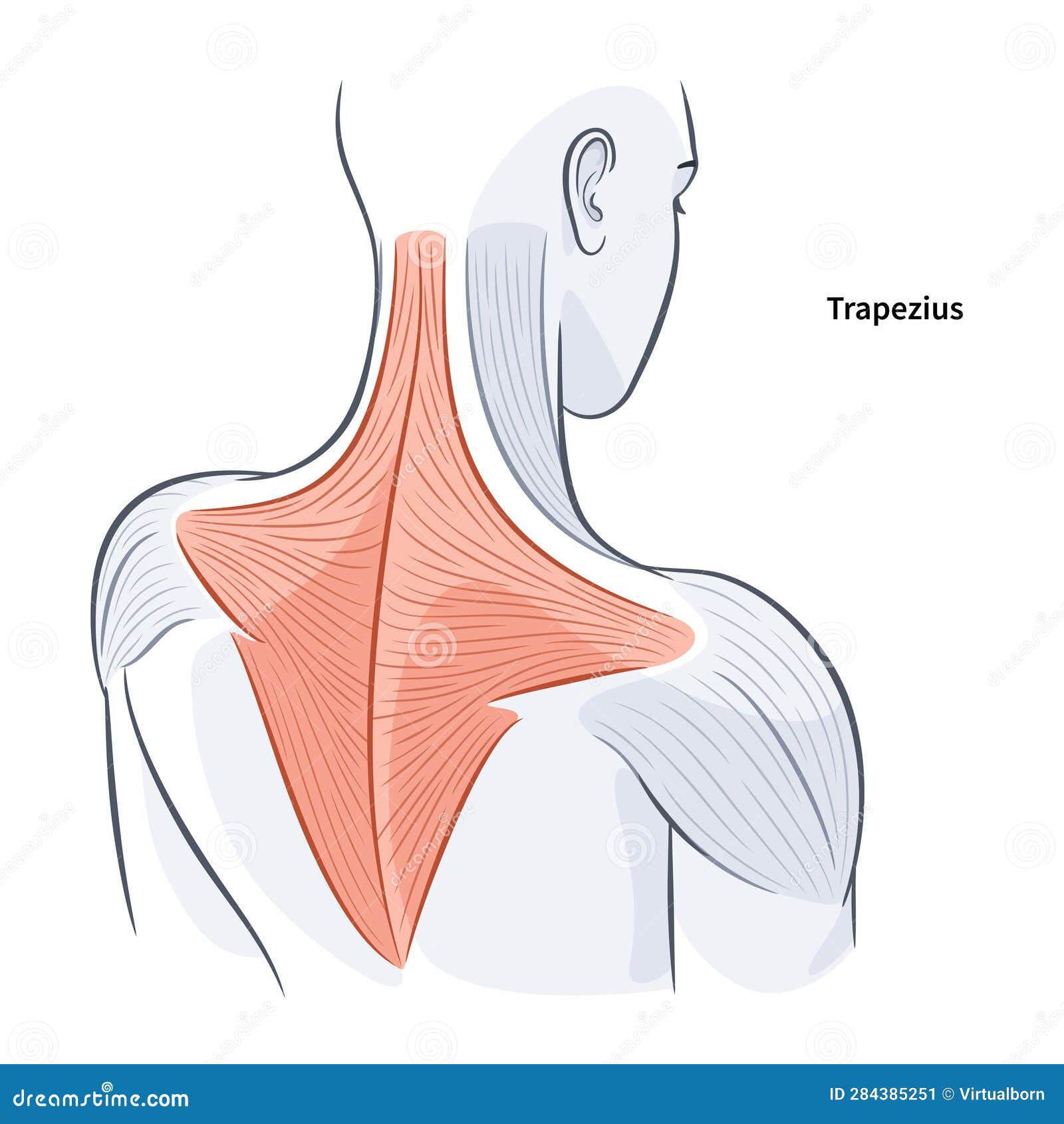 Women Shoulder and Back Muscles Structure Vector Illustration Stock ...