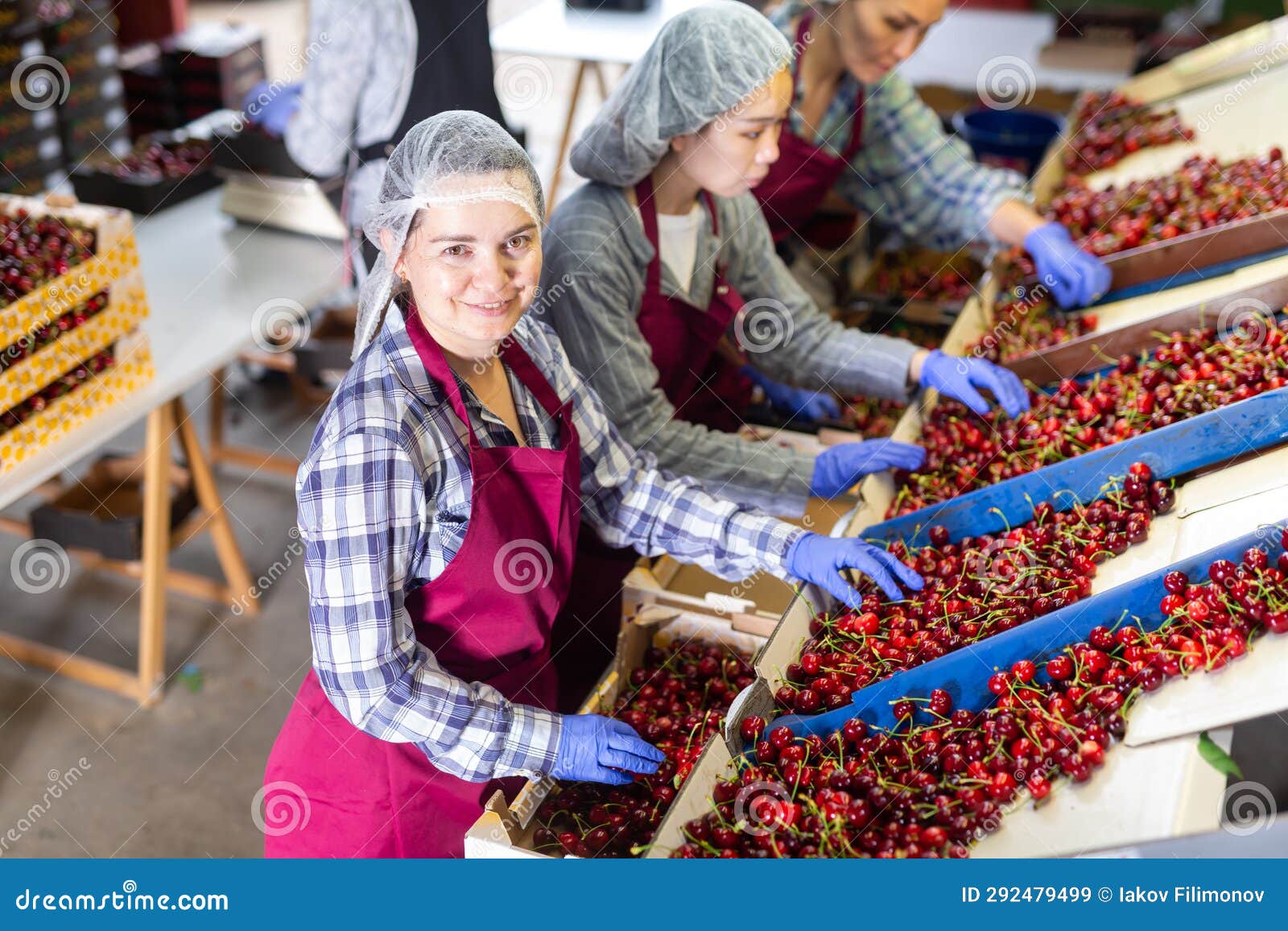 Women sorting cherry stock image. Image of labor, agriculture - 292479499