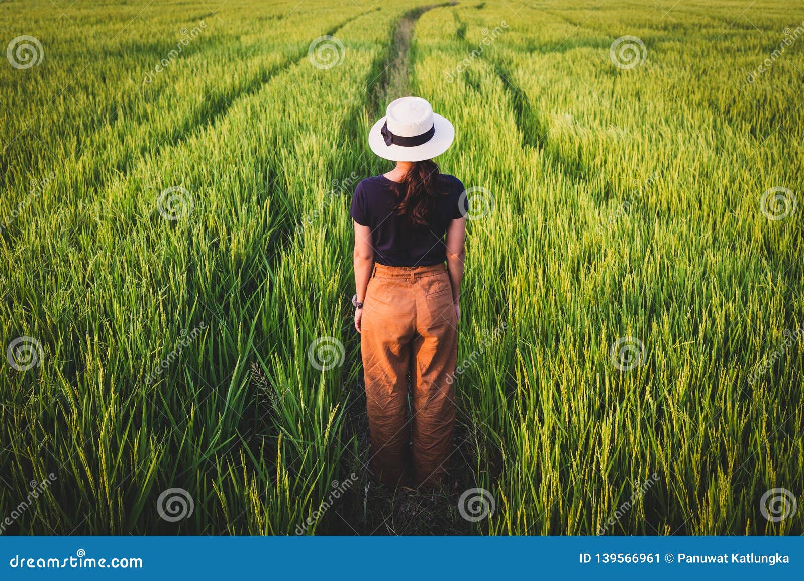 Women Standing Alone in Rice Fields Stock Image - Image of farmer, arms ...