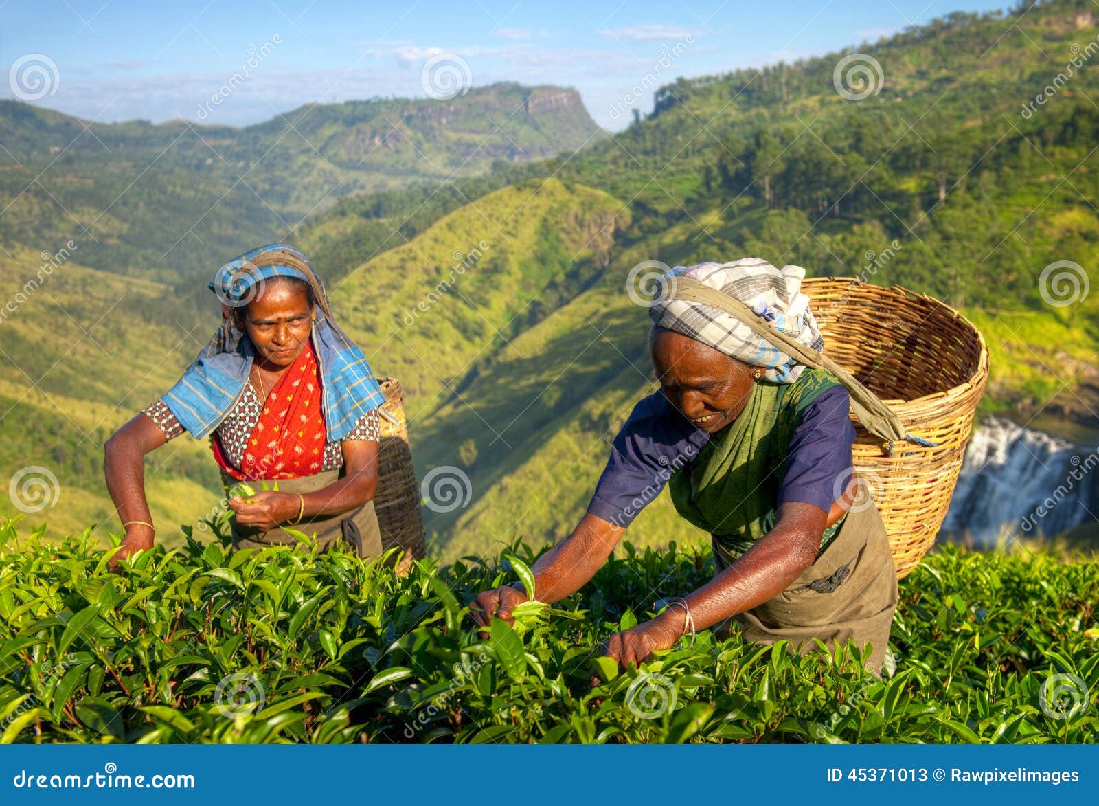 Women Tea Pickers in Sri Lanka Stock Image - Image of farm, pickers ...