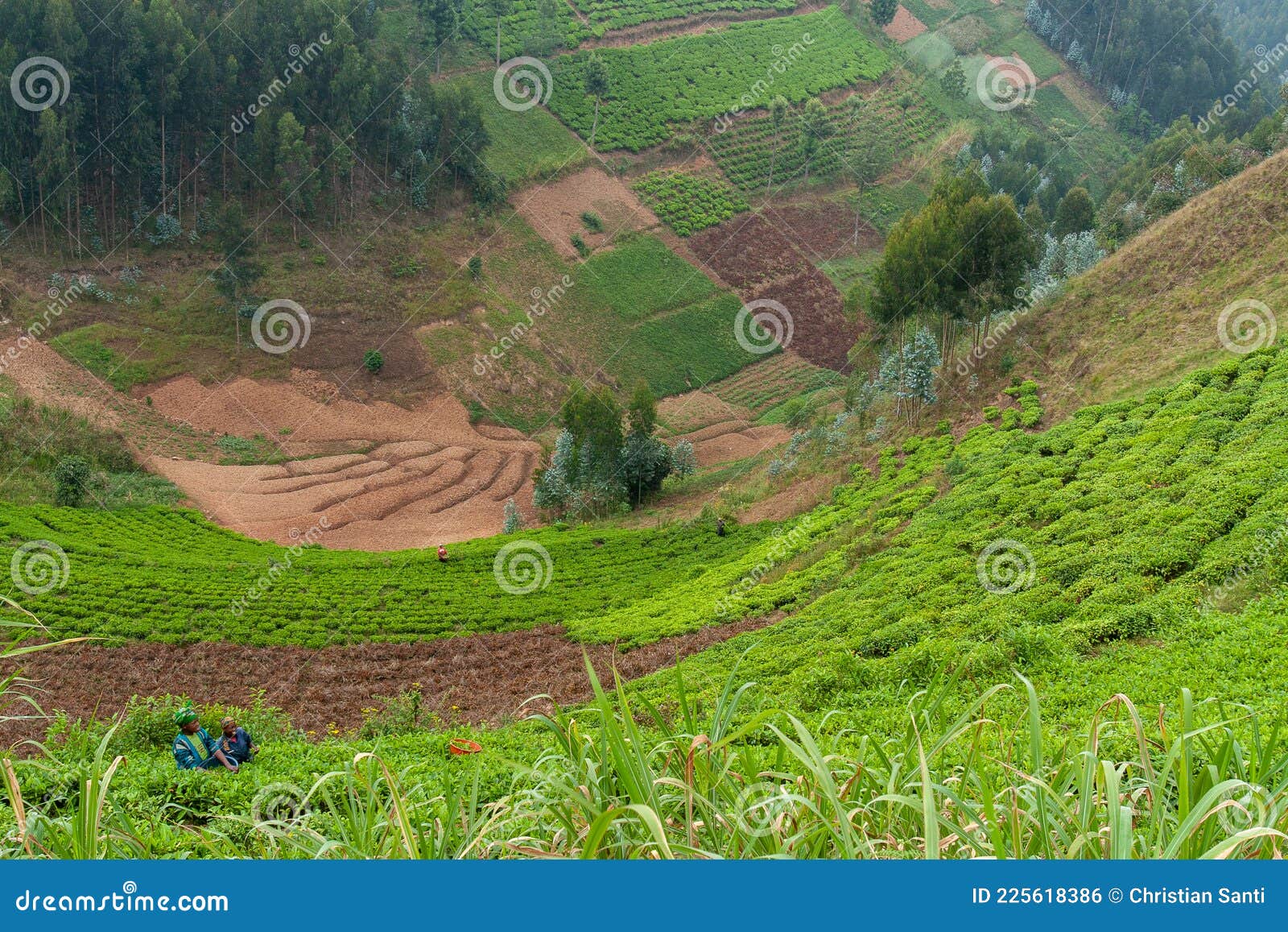 Women in Tea Plantations Rwanda Editorial Photo - Image of agriculture ...