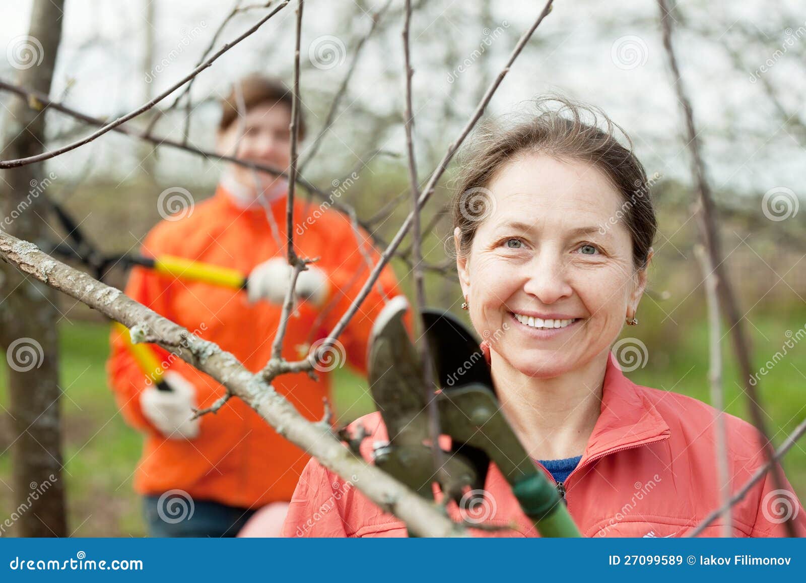 Women Trimming Bough of an Apple Tree Stock Image - Image of gardening ...