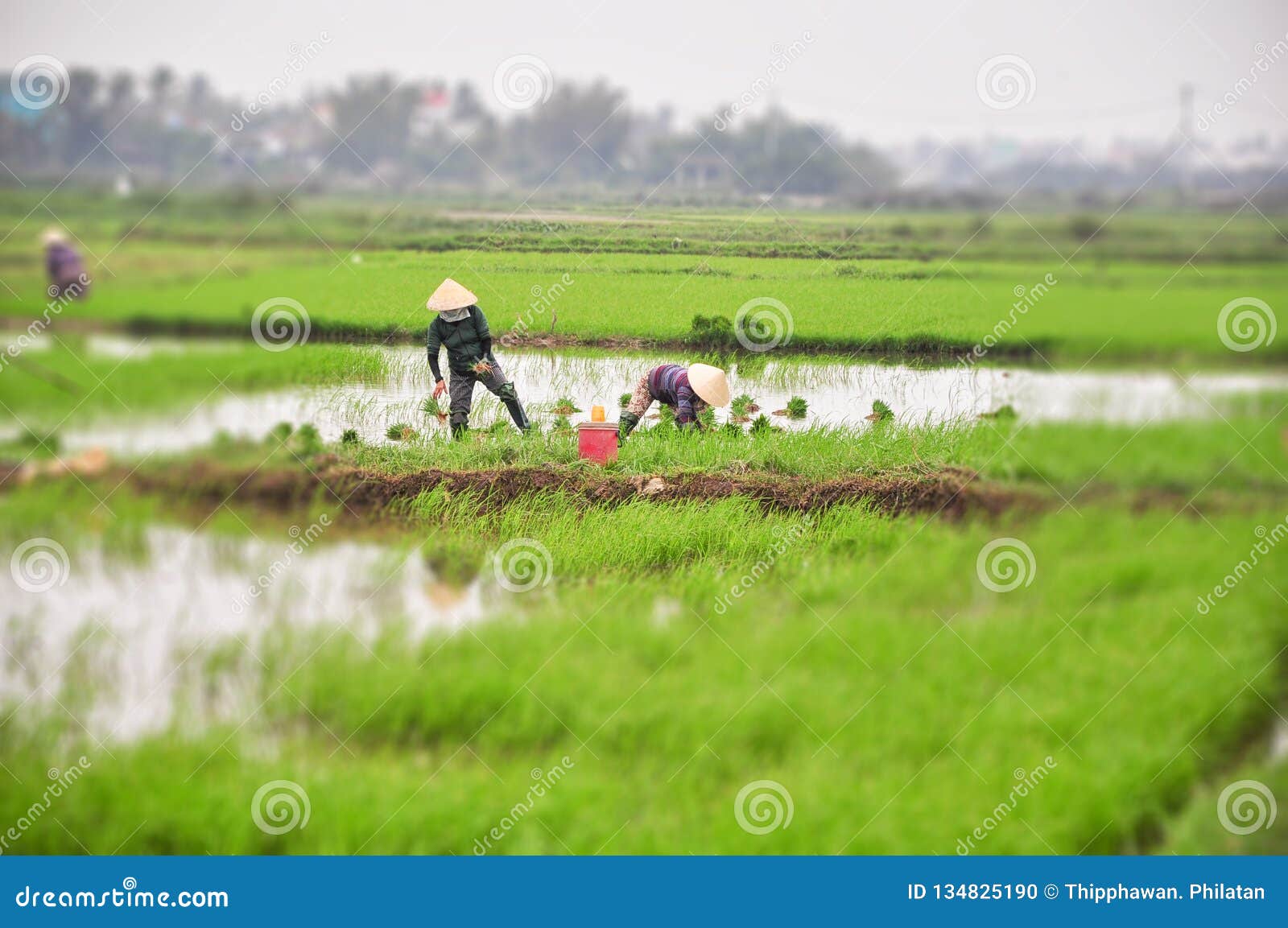 Women work on rice field stock photo. Image of female - 134825190
