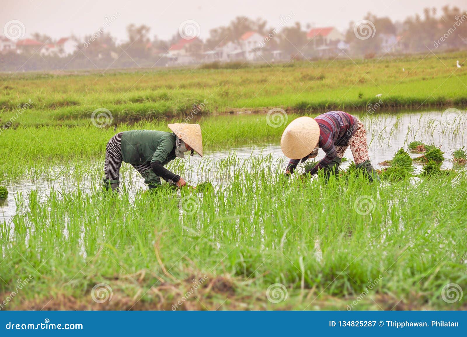 Women Work on the Rice Field in Hoi an Editorial Photography - Image of ...