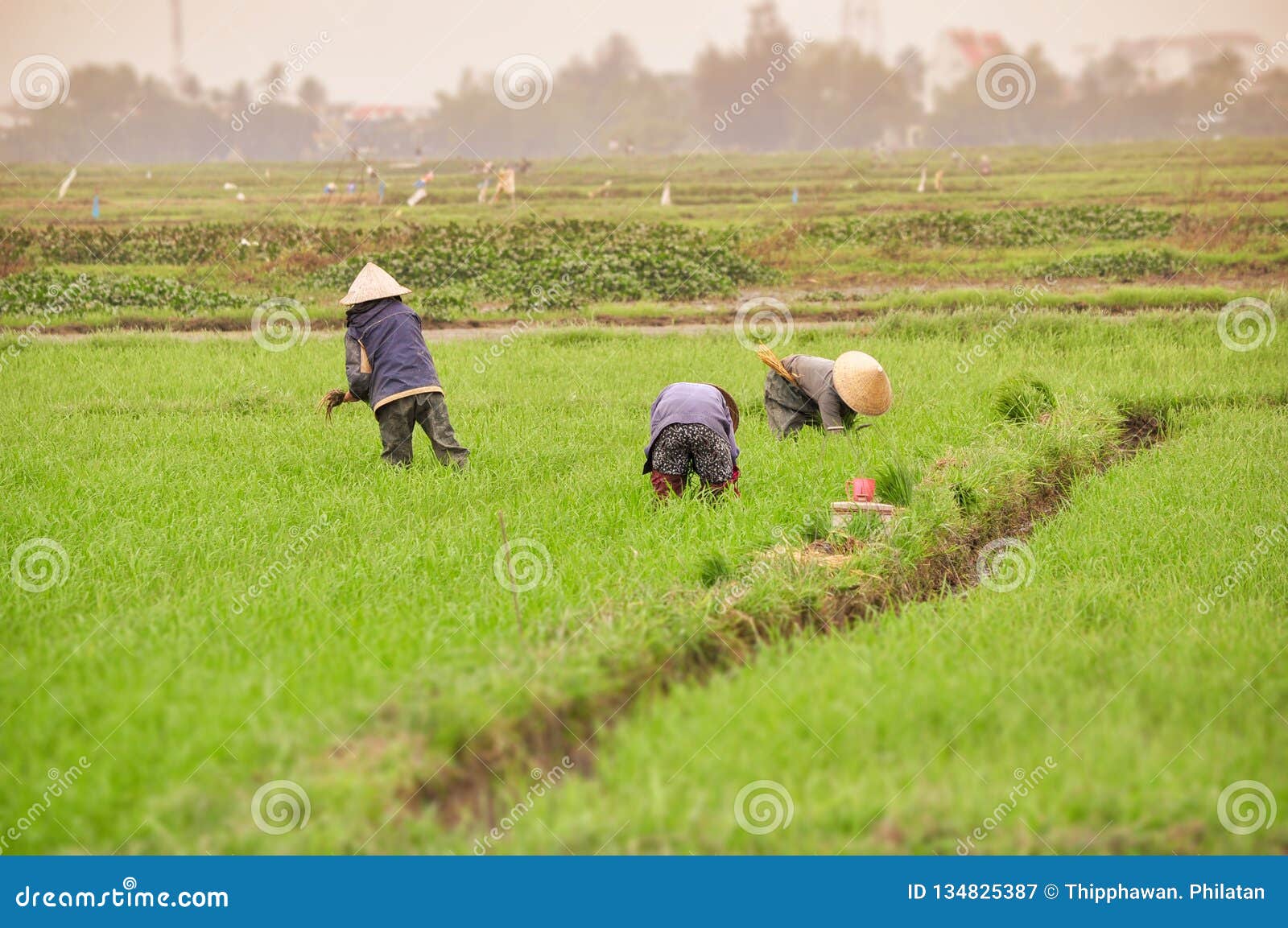People Work on the Rice Field in Vietnam Stock Image - Image of land ...