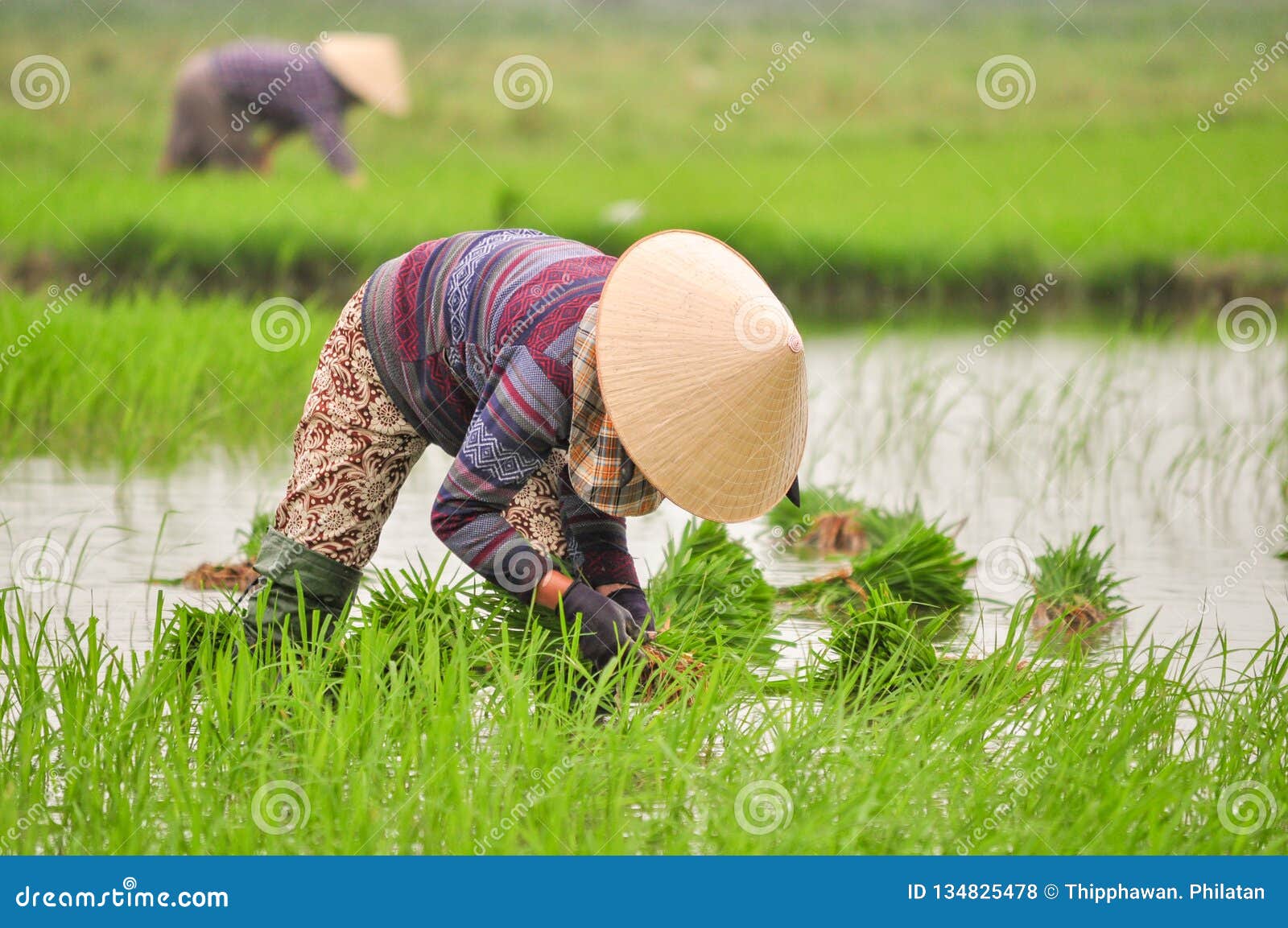 Close Up of Women Work on Rice Field Stock Photo - Image of local ...