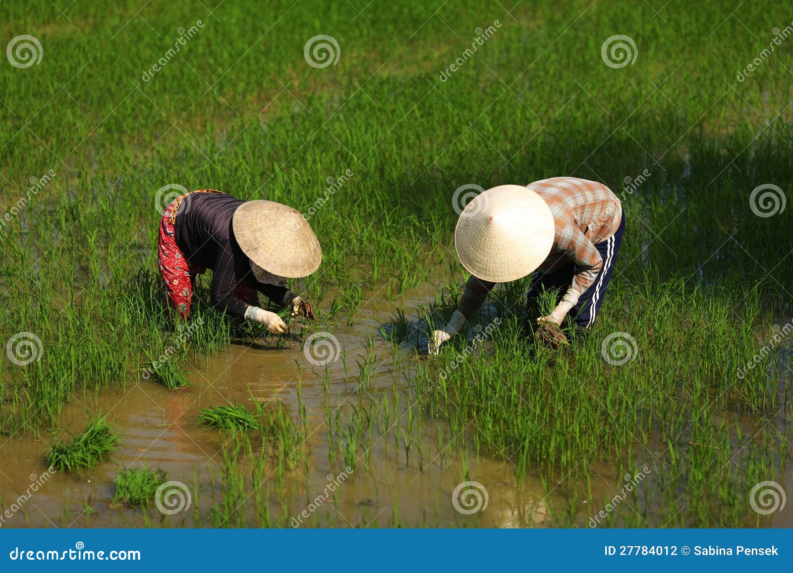 1,183 Workers Rice Field Photos - Free & Royalty-Free Stock Photos from ...