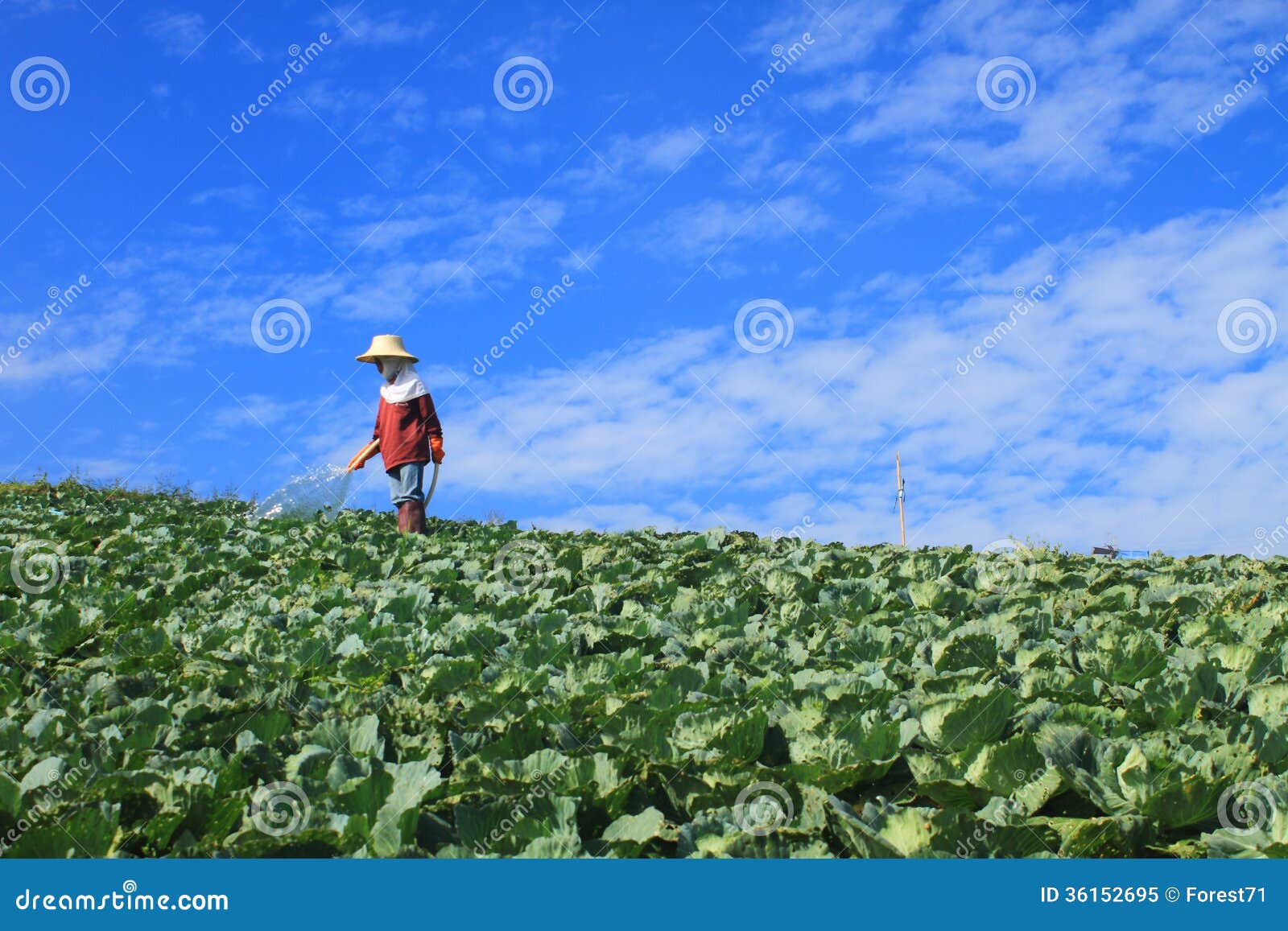 Women are Working in Cabbage Agriculture Fields Stock Image - Image of ...