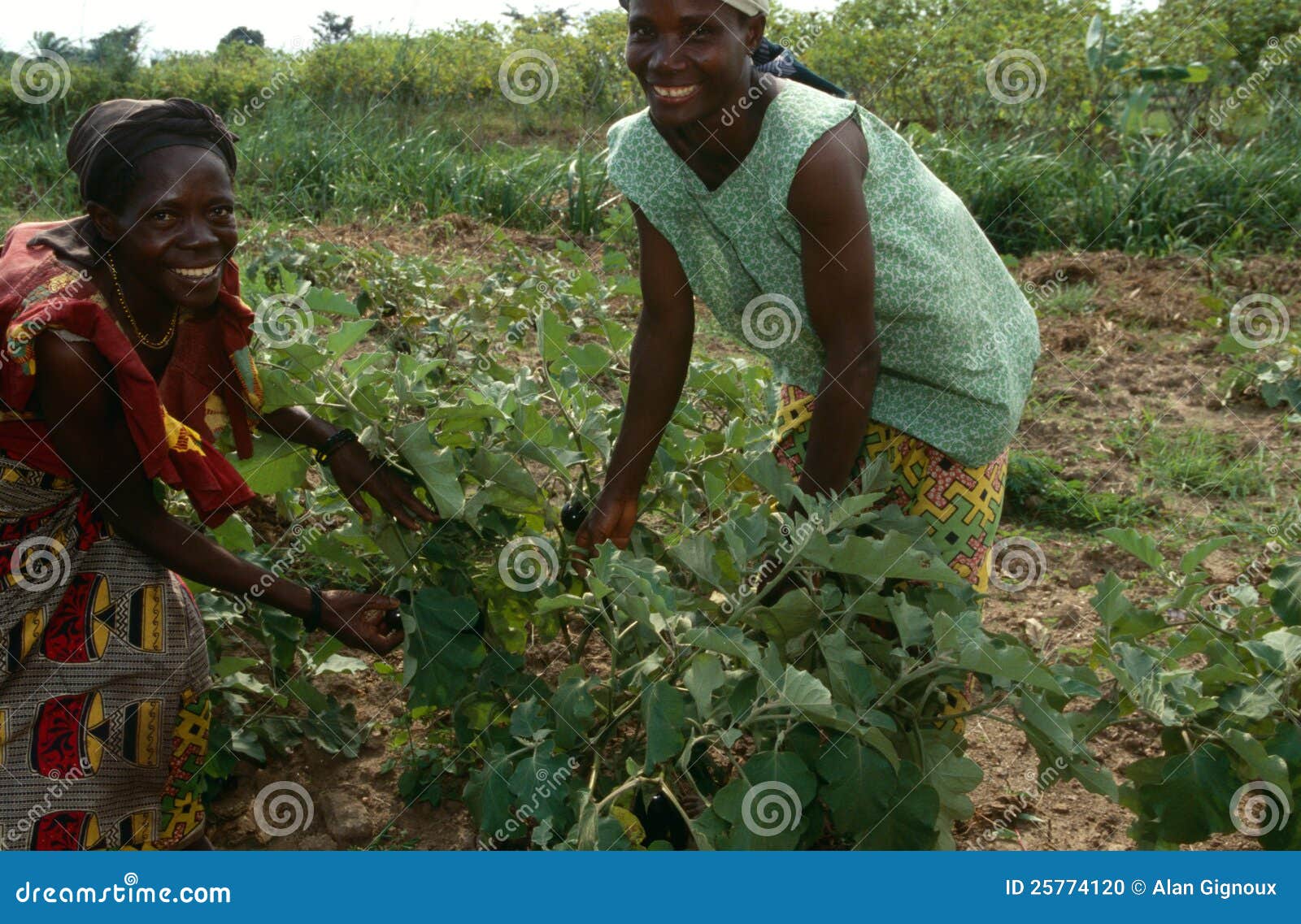 Women Working on a Farm, Uganda. Editorial Image - Image of harvest ...