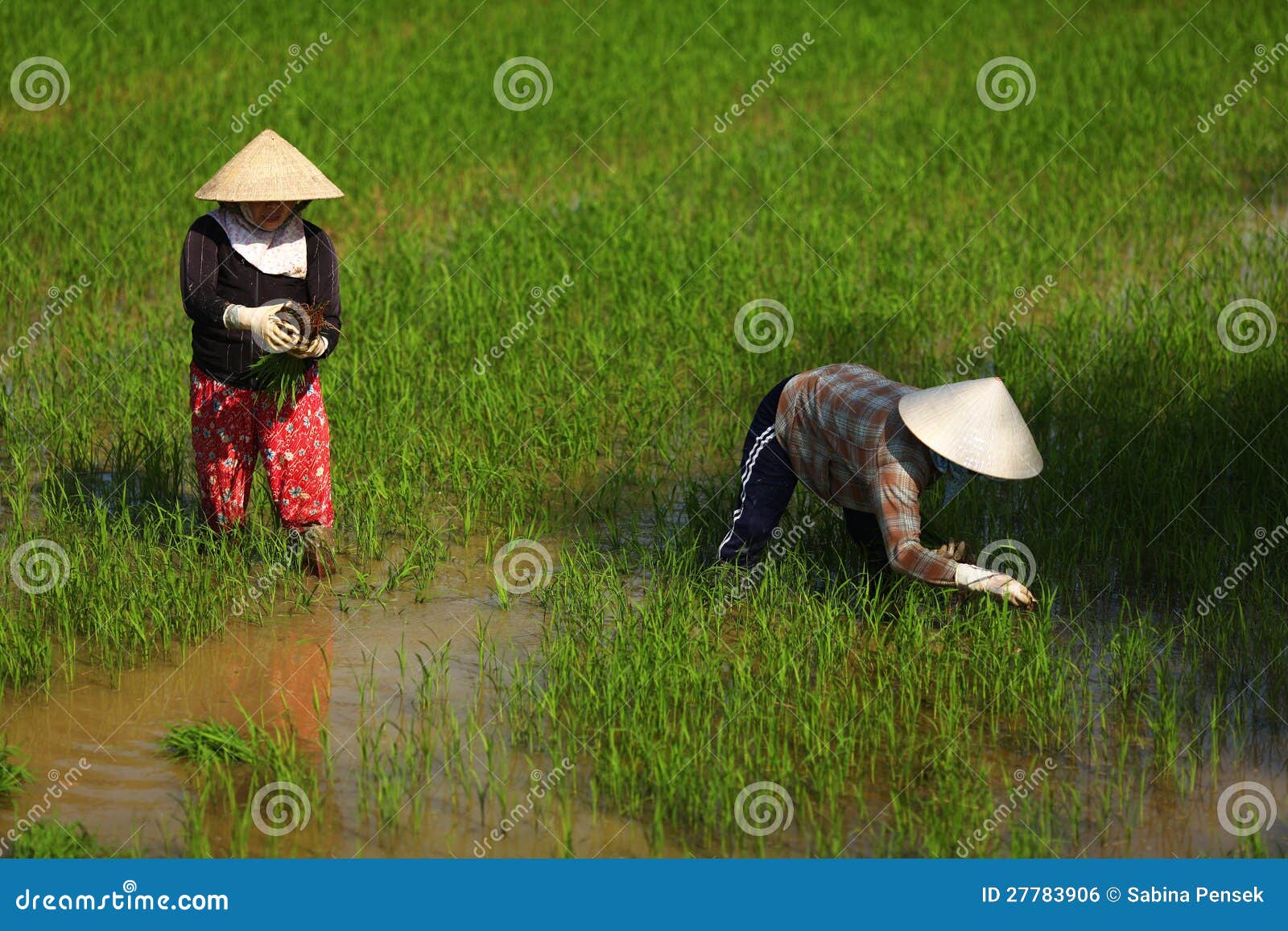 Rice Paddy Worker Costume