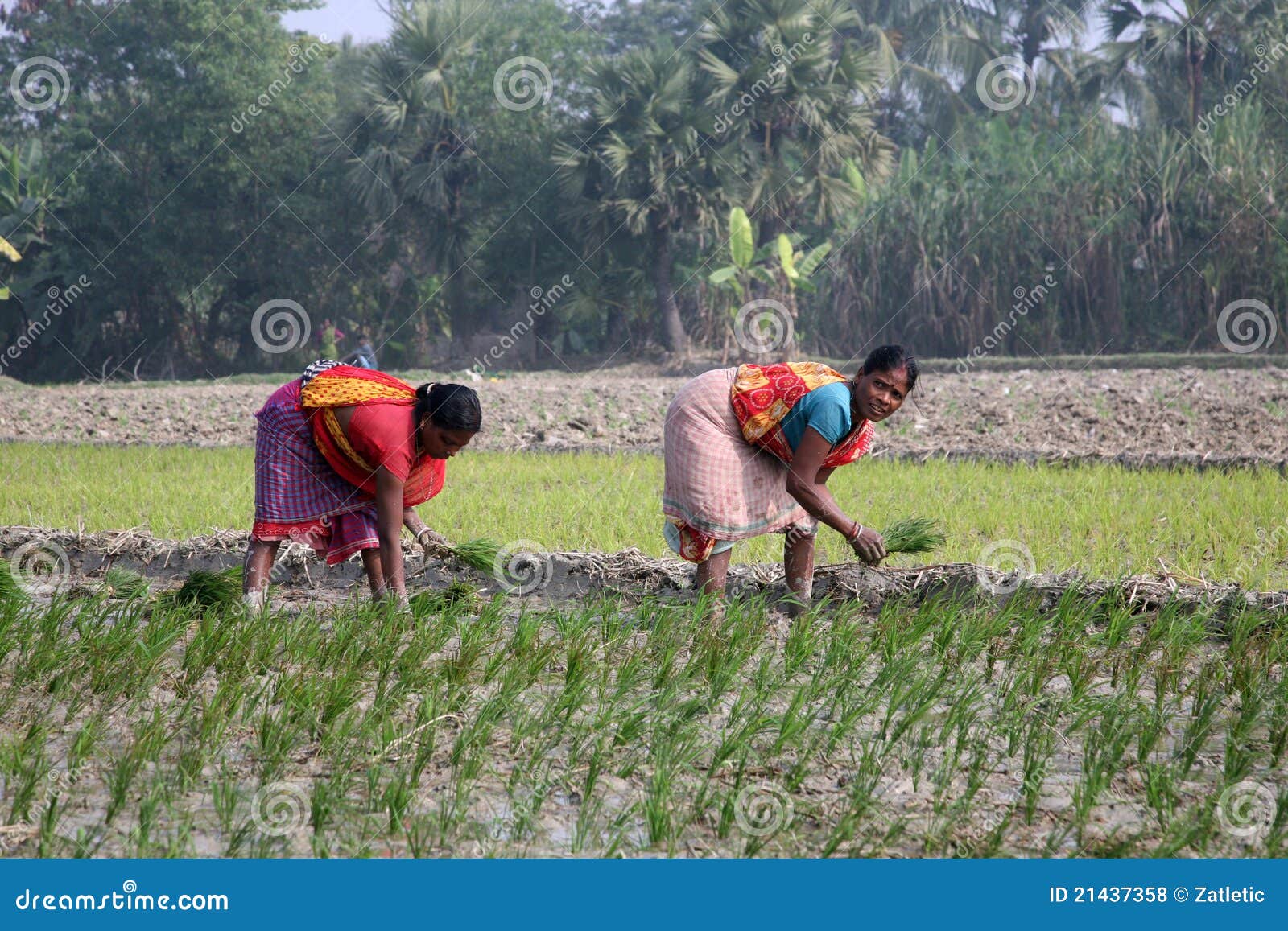 Women Working in Rice Plantation Editorial Stock Photo - Image of ...