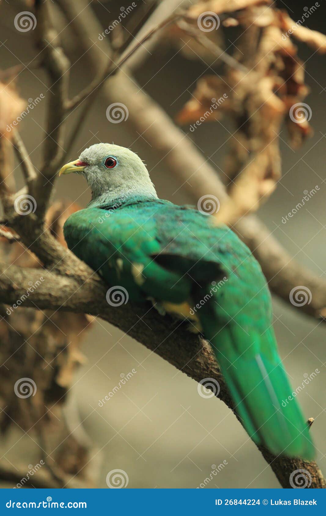 Wompoo Fruit Dove Ptilinopus Magnificus Royalty-Free Stock Photo ...
