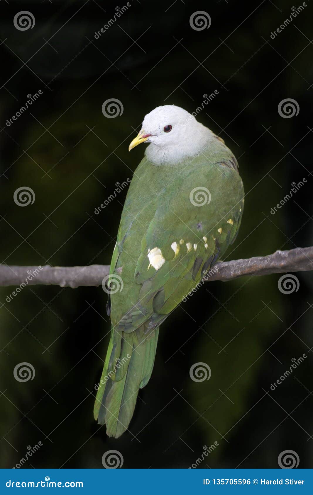 Wompoo Fruit Dove, Ptilinopus Magnificus, Perched Stock Photo - Image ...