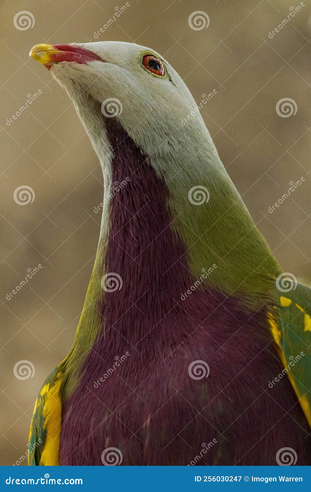 Wompoo Fruit Dove in Queensland Australia Stock Image - Image of ...