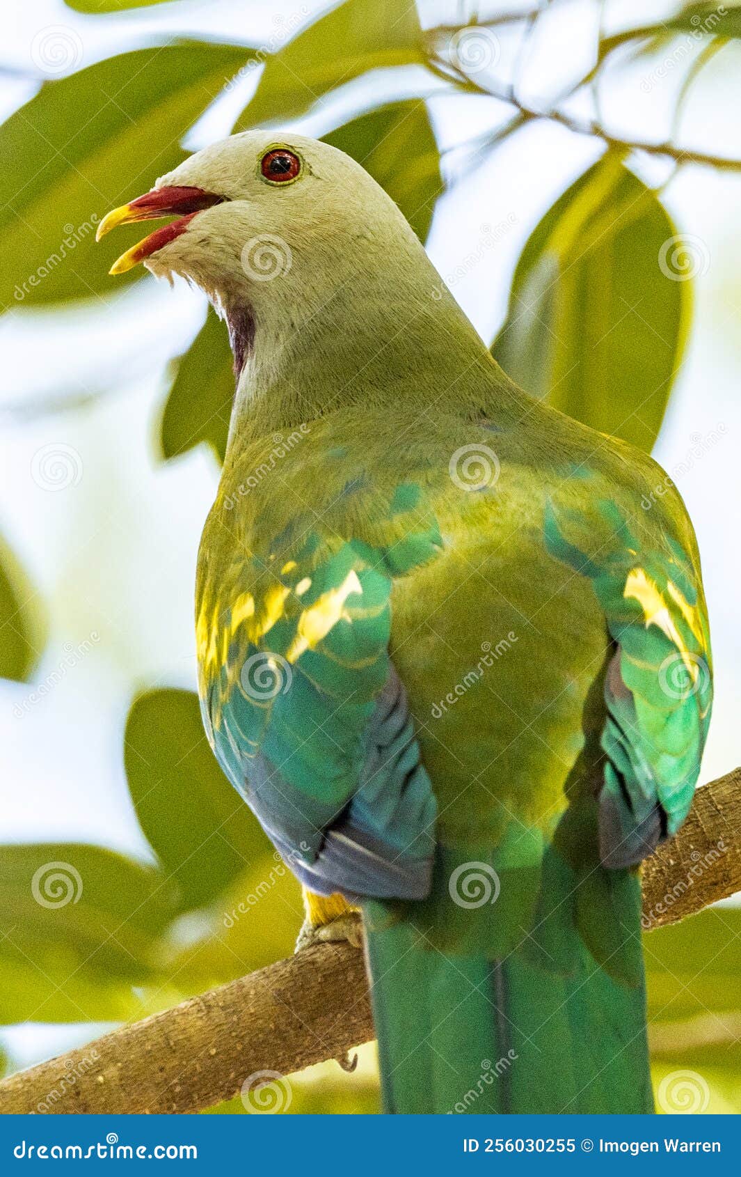 Wompoo Fruit Dove in Queensland Australia Stock Image - Image of animal ...