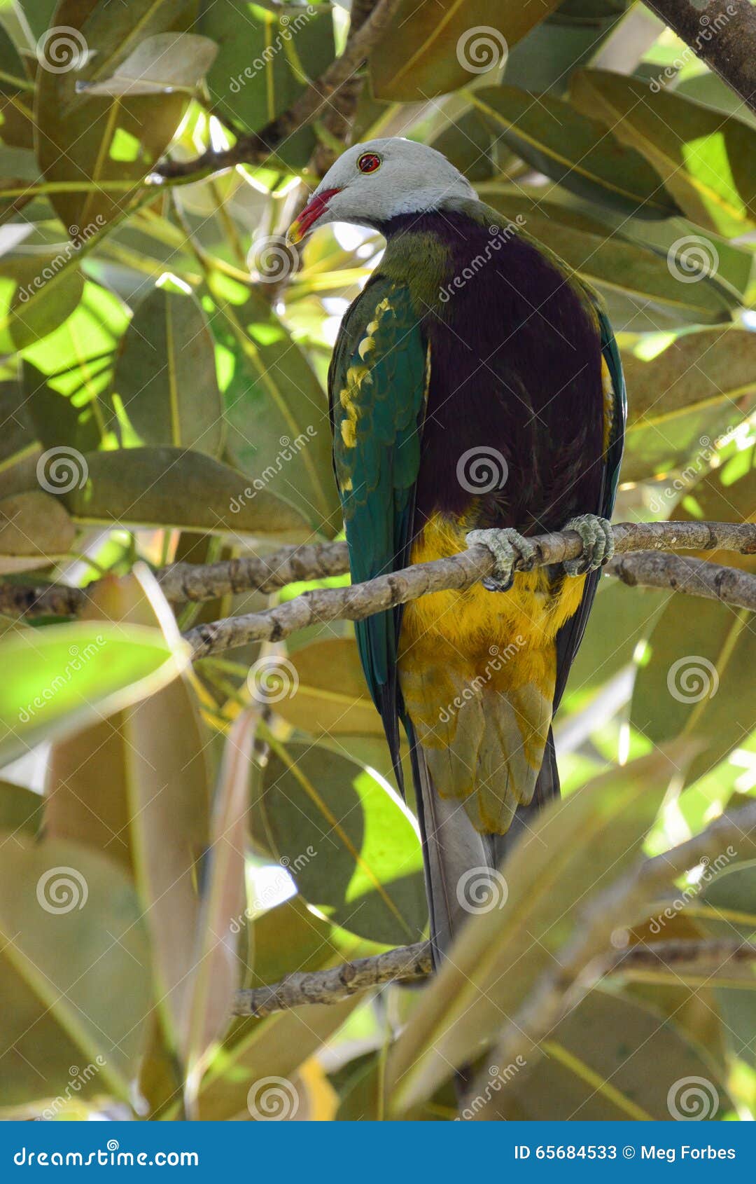 Wompoo Fruit Dove Ptilinopus Magnificus Royalty-Free Stock Photo ...