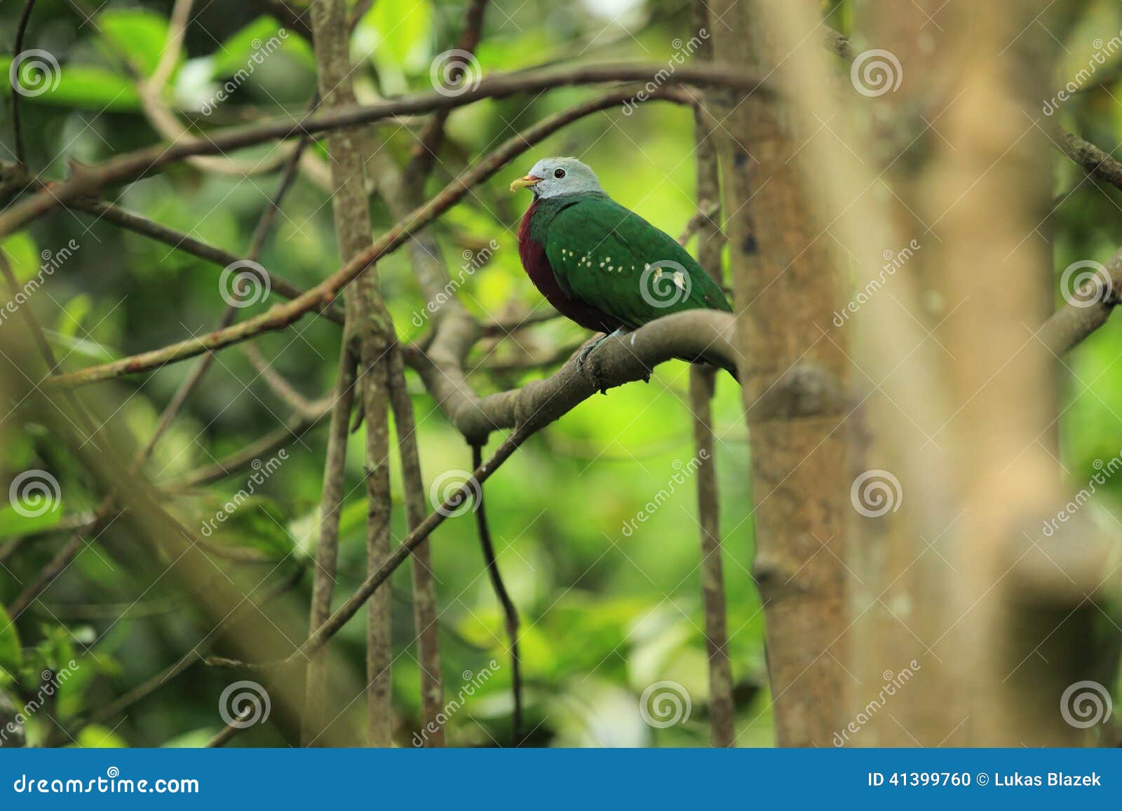 Wompoo fruit dove stock photo. Image of wompoo, bird - 41399760