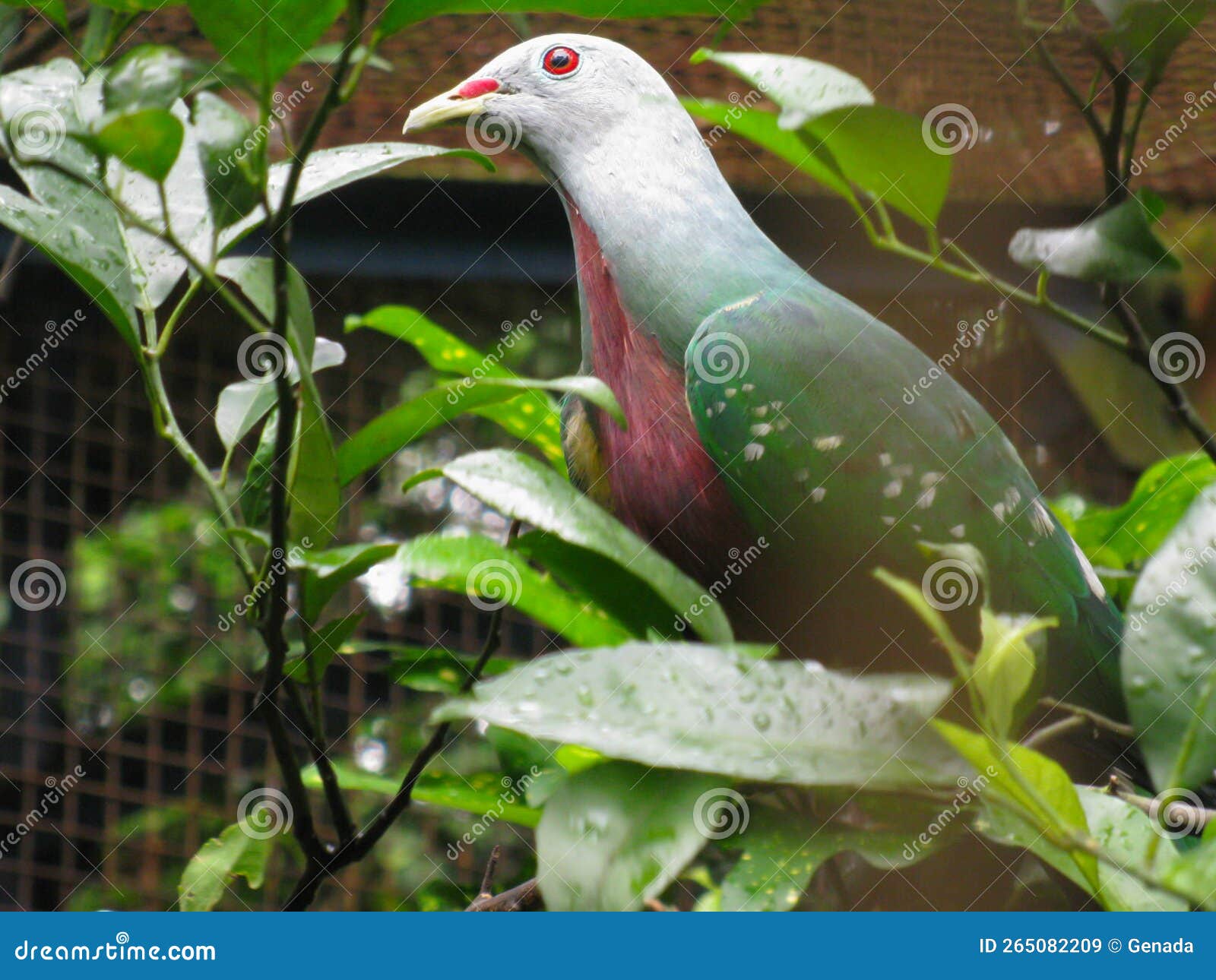 Wompoo Fruit Dove Sitting on the Branch Stock Image - Image of ...
