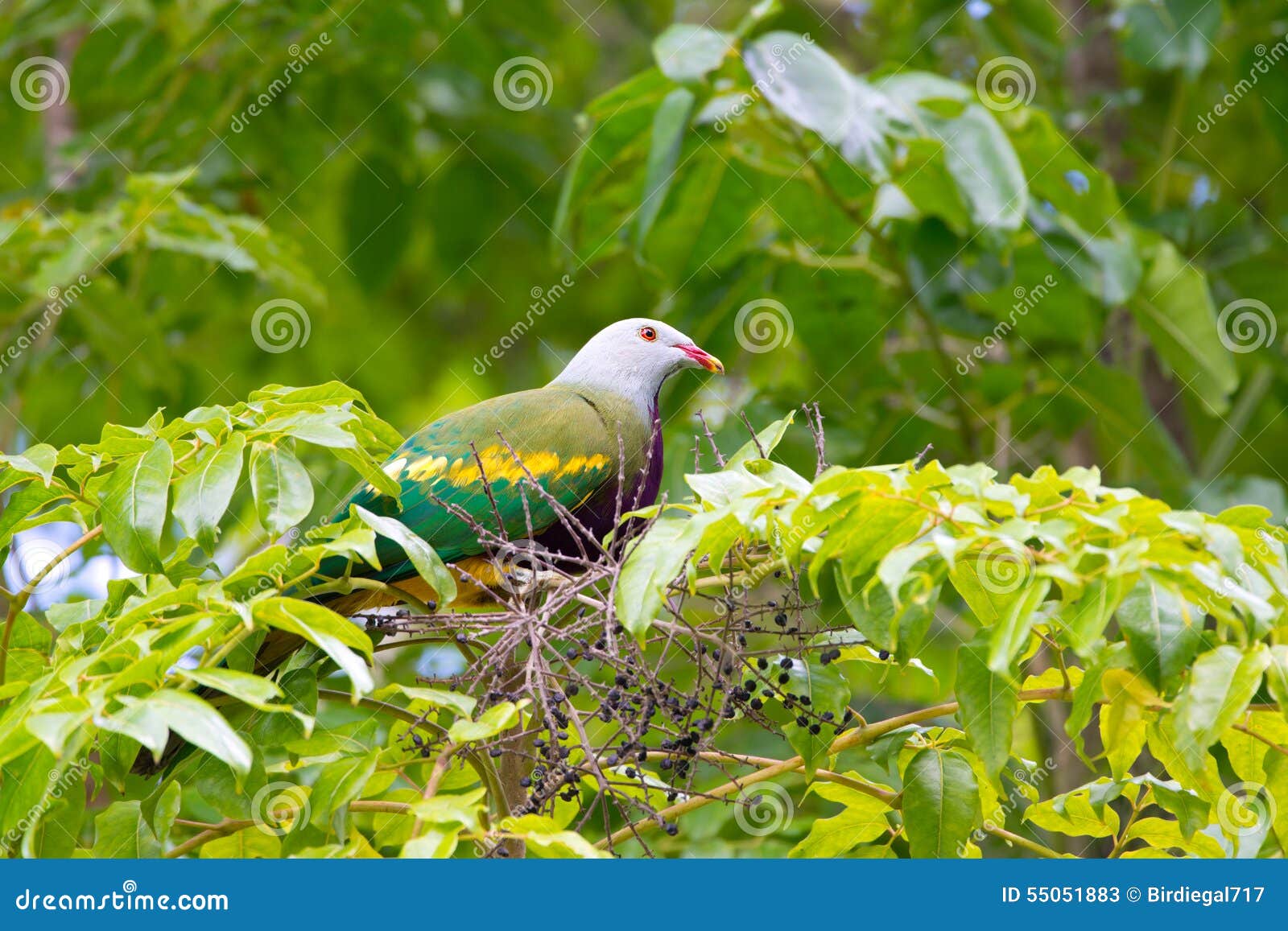 Wompoo Fruit Dove Sitting on a Fig Tree, Australia Stock Image - Image ...