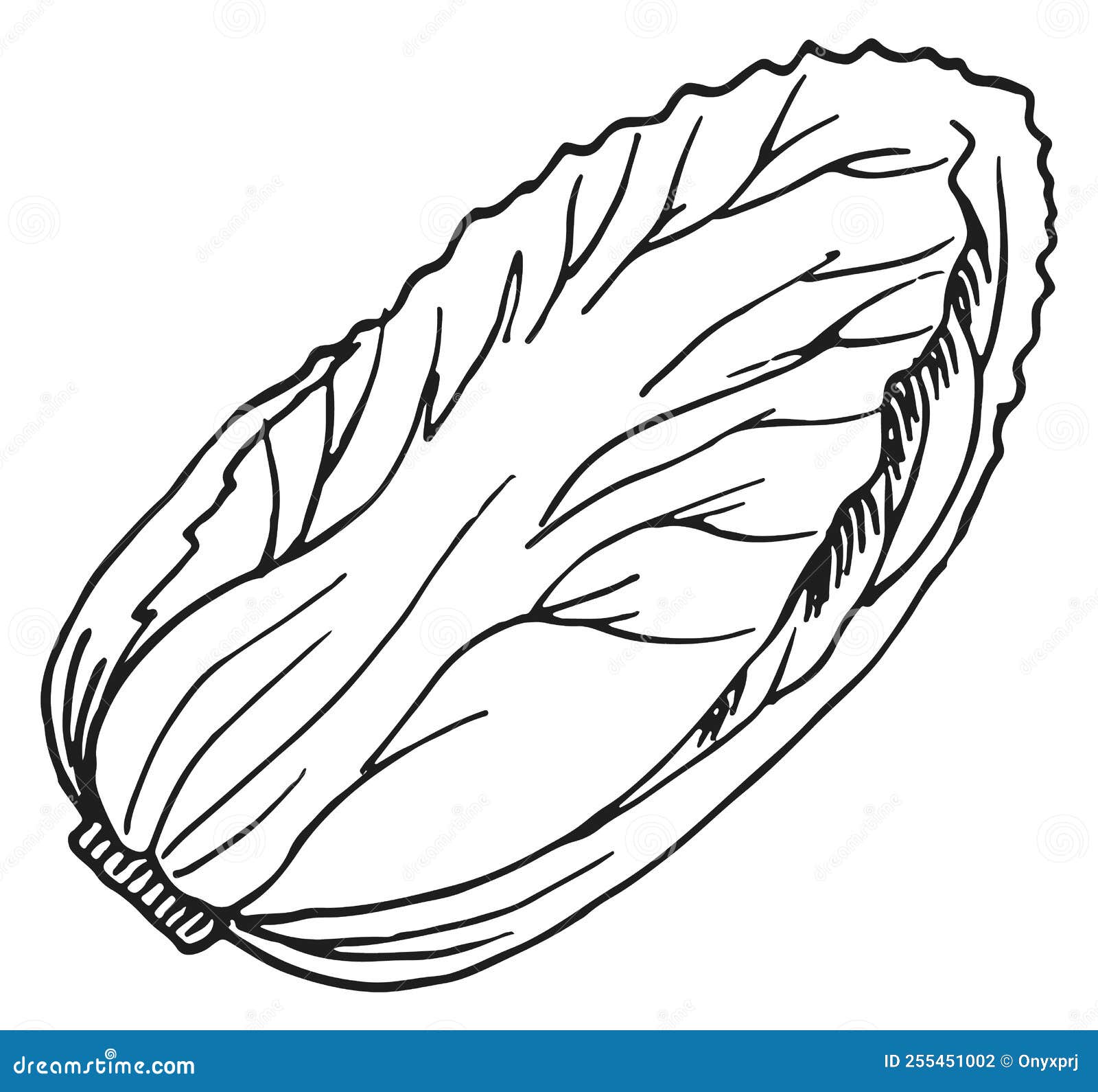 Napa Cabbage. Ink Black And White Doodle Drawing Vector Illustration ...