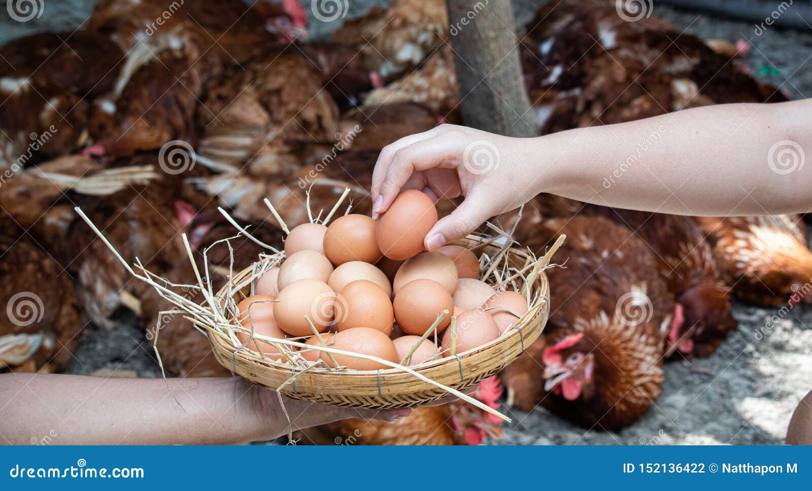 Wonan`avs Hand Taking a Fresh Hen Egg on Basket Stock Photo - Image of ...