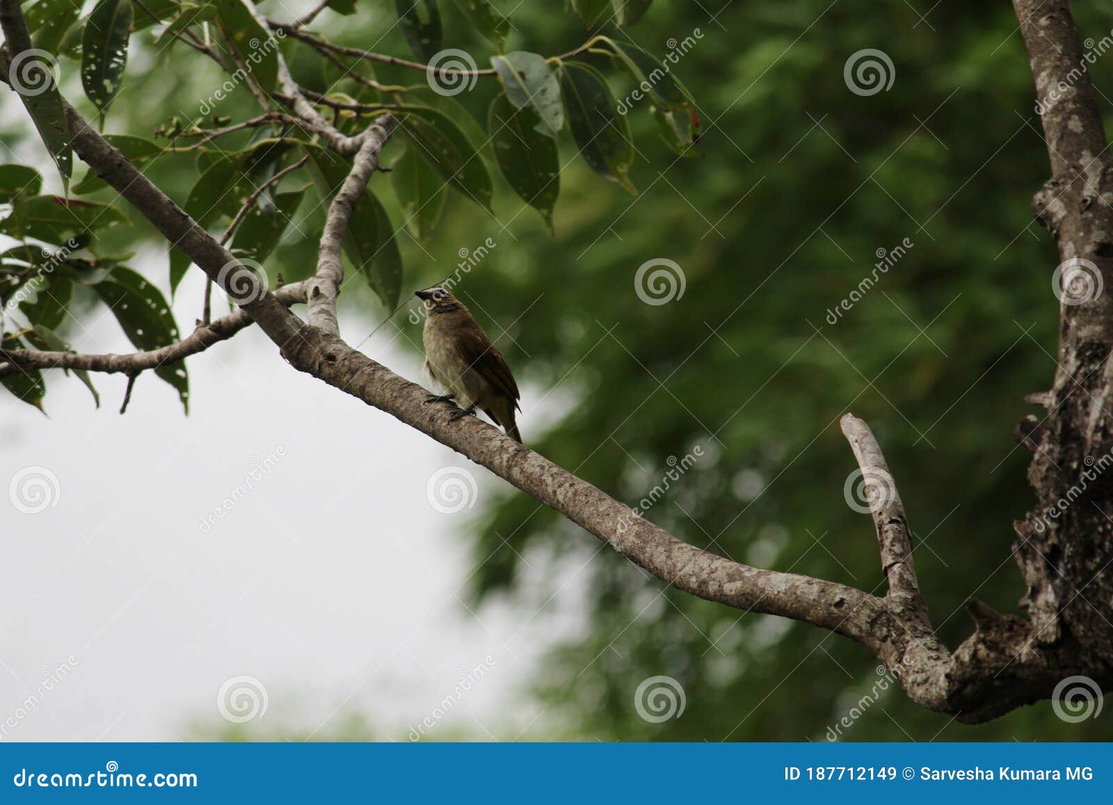 A Wondeful Weaving Bird With A Thread In The Mouth Perched On A Wild ...