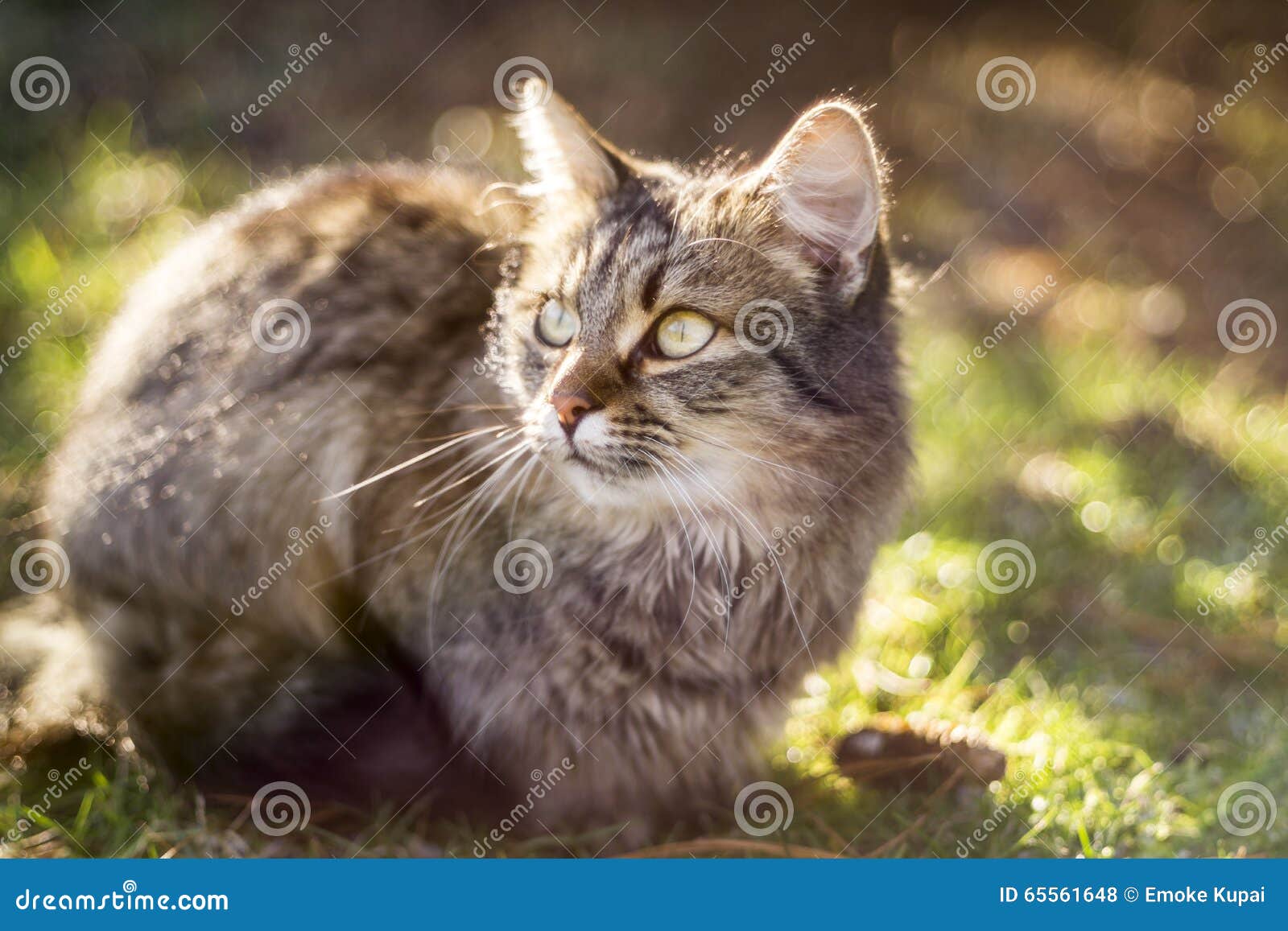 Wonder Cat stock photo. Image of companion, fury, tabby - 65561648