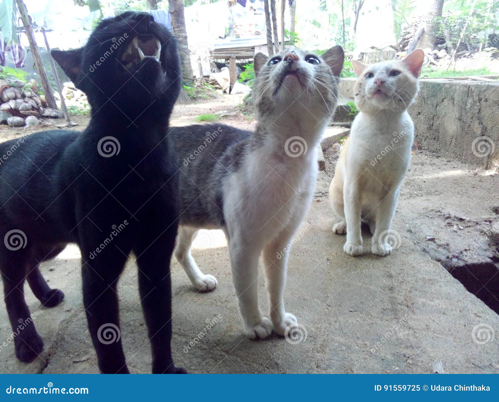 Wonder cats stock image. Image of wonder, three, levels - 91559725