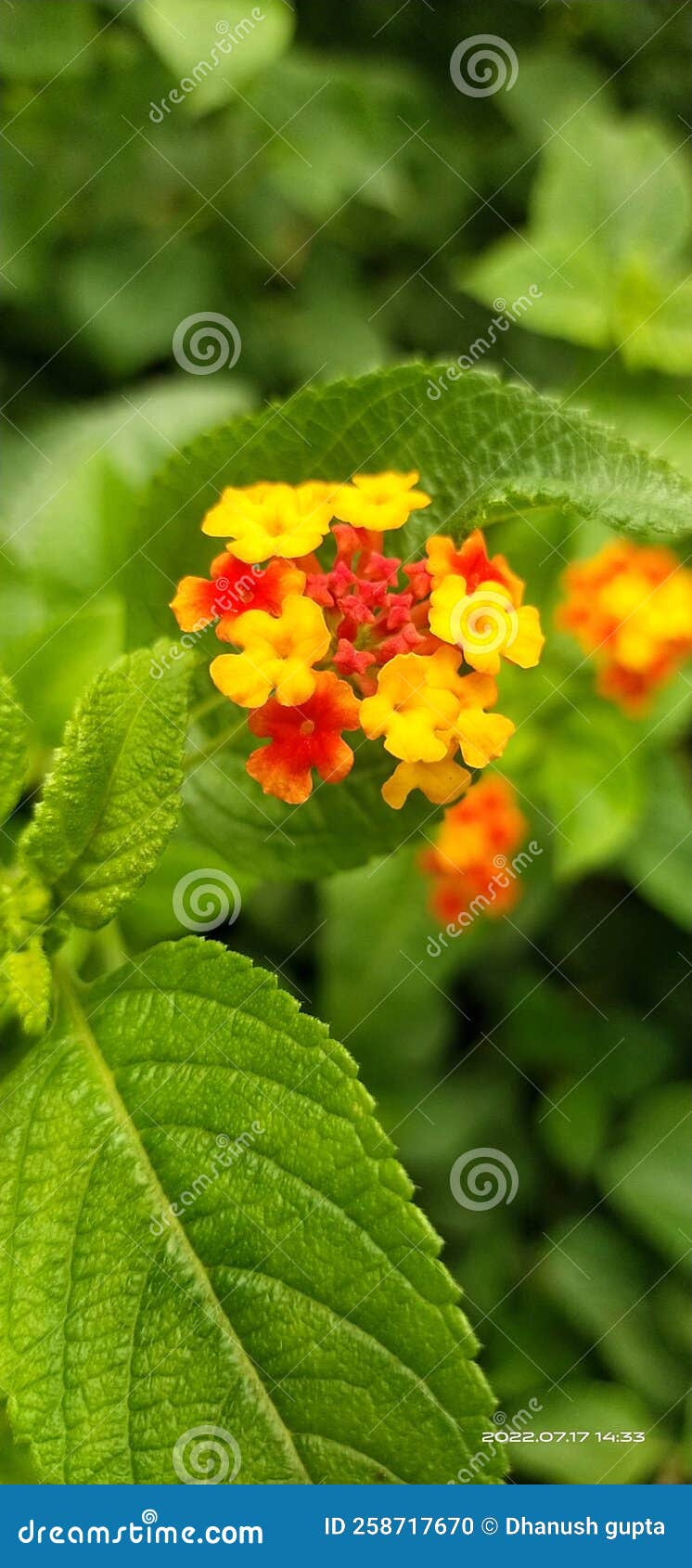 Wonder Full Flowers at Hanging Garden Stock Photo - Image of hanging ...