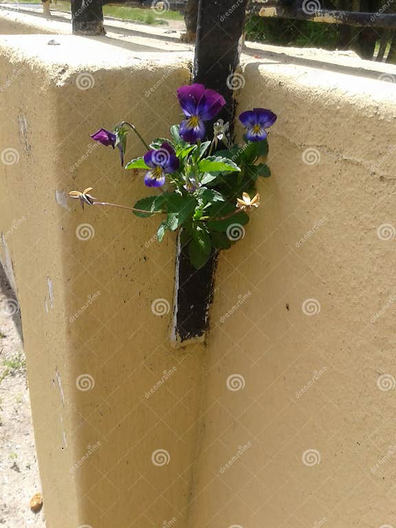 Wonder growing stock photo. Image of soil, wonders, flower - 50320930