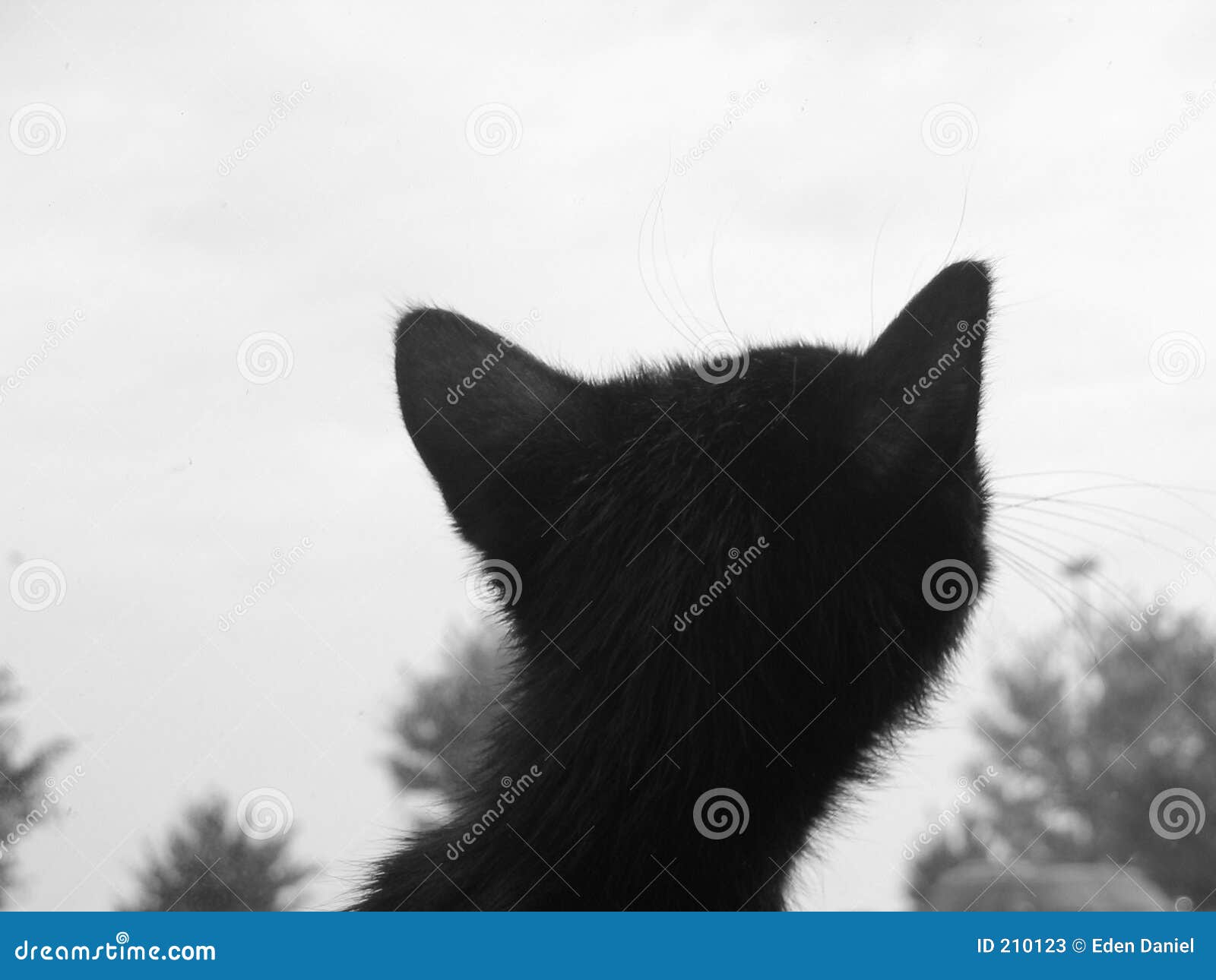 Wonder Kat Picture. Image: 210123