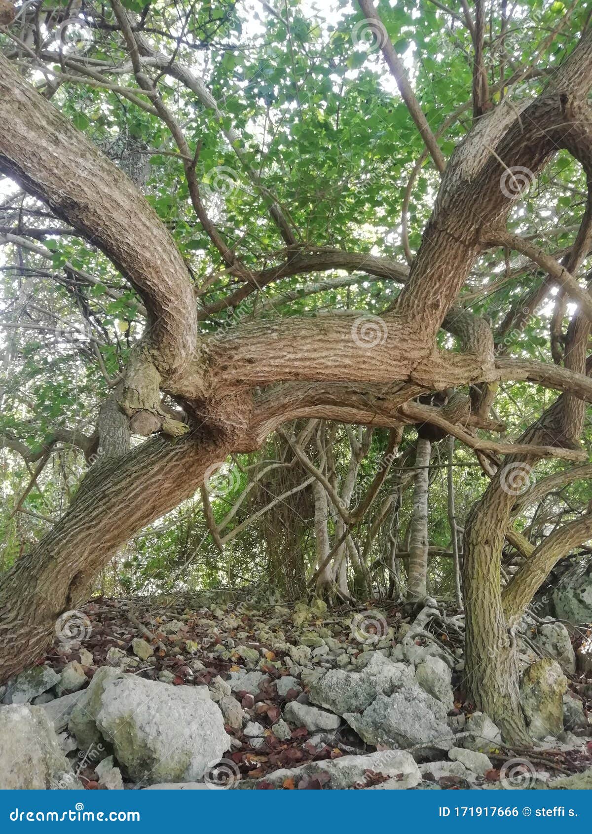Wonder of trees stock photo. Image of jamaica, trees - 171917666
