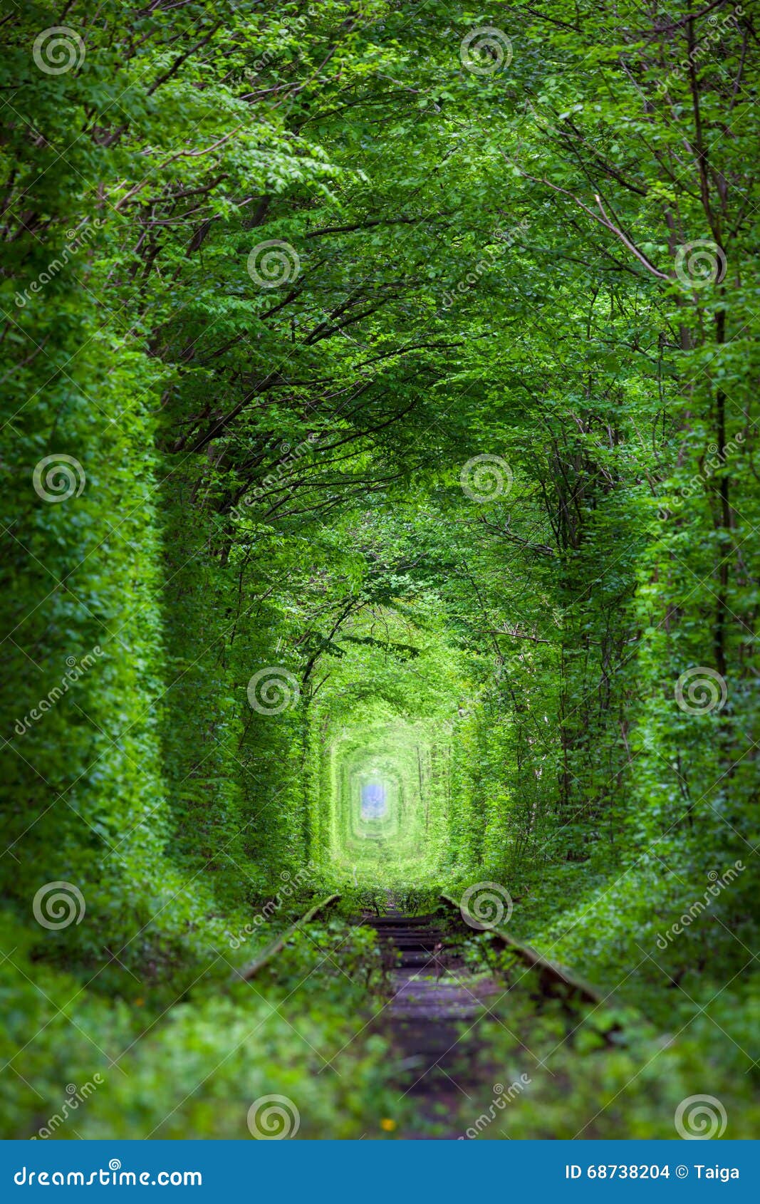 Wonder Van Aard - Echte Tunnel Van Liefde, Groene Bomen Stock Foto ... Wonder Van Aard - Echte Tunnel Van Liefde, Groene Bomen Stock Foto ...