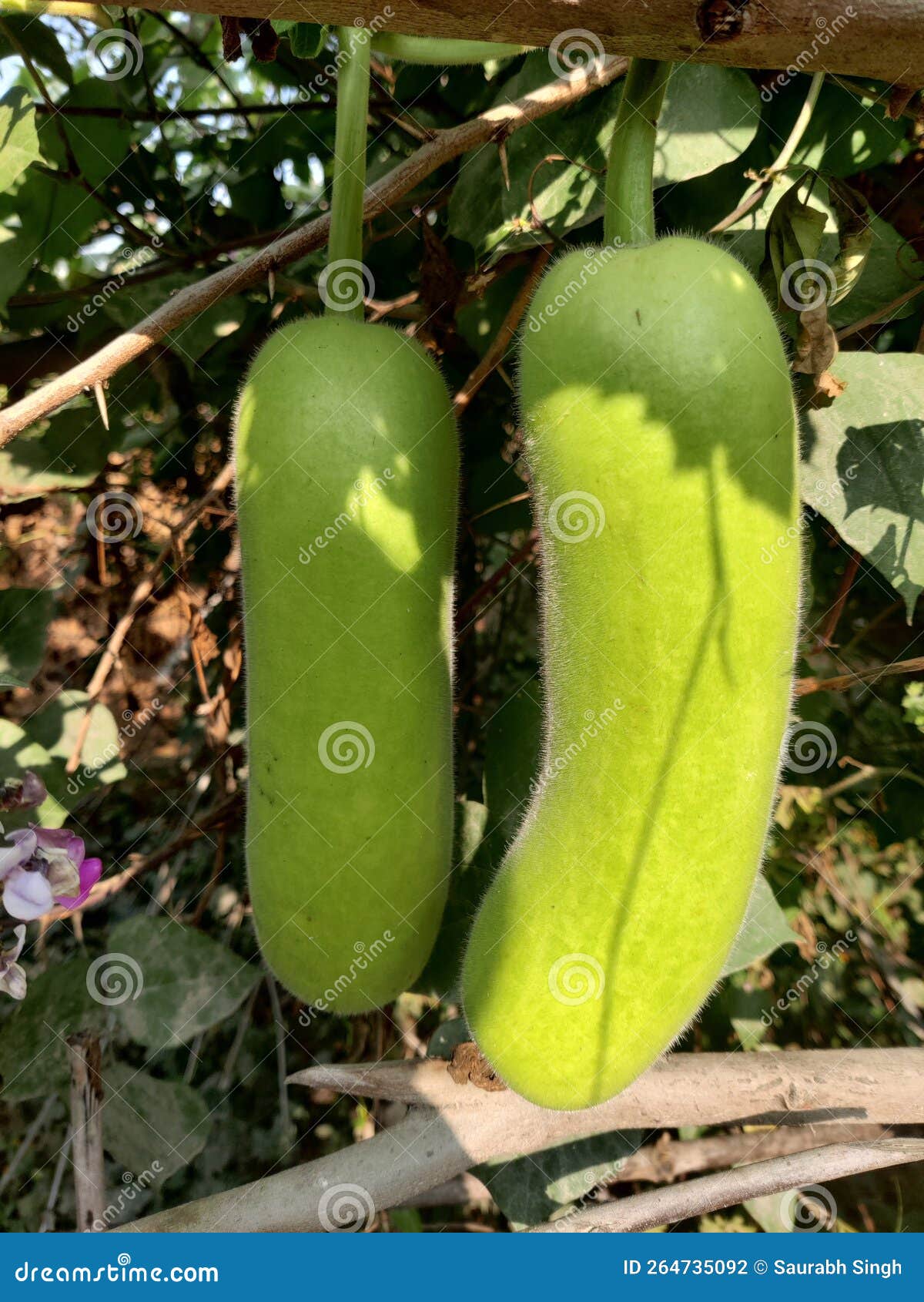 The wonder vegetable stock photo. Image of fruit, leaf - 264735092