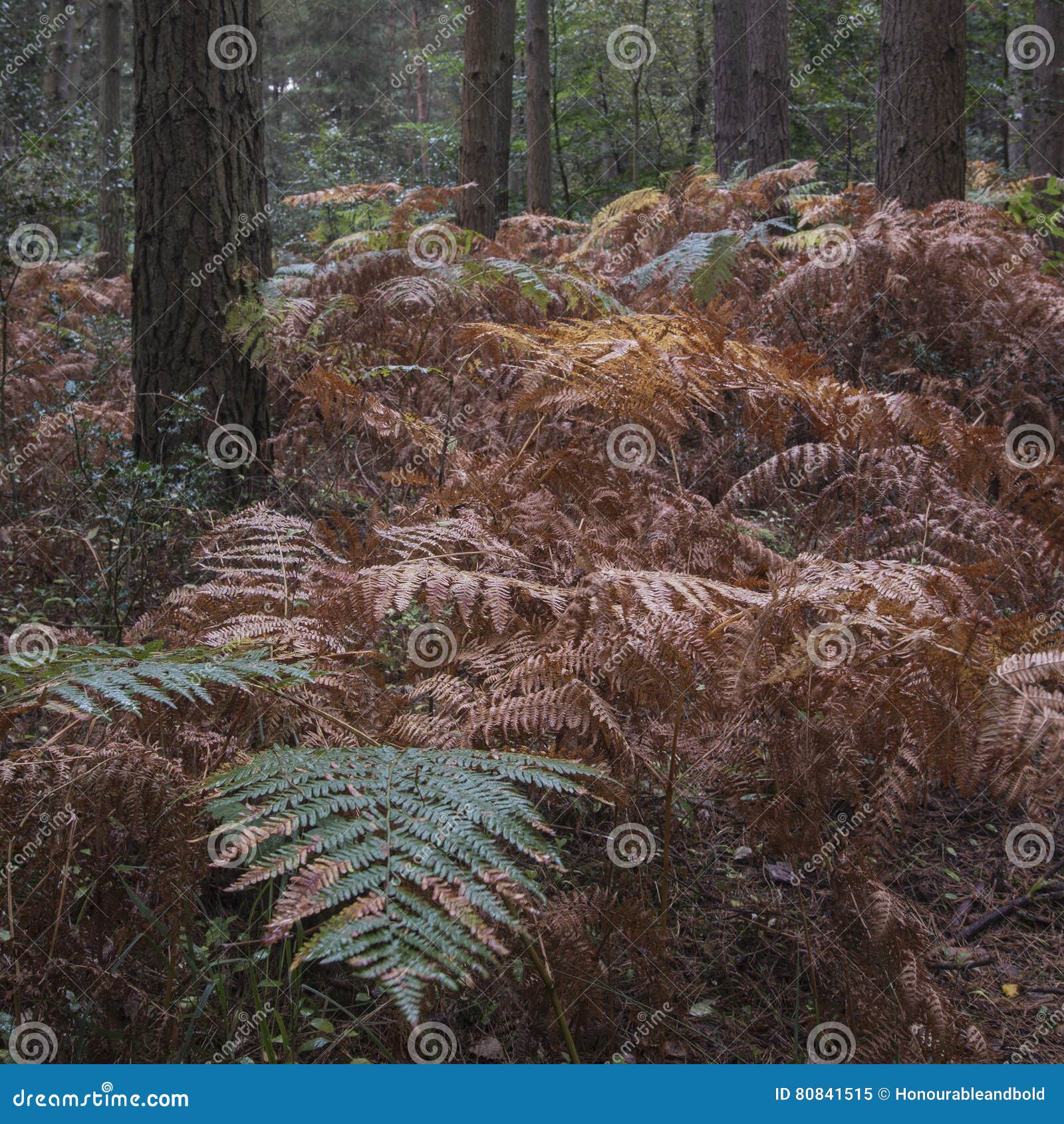 Wonderful Atmospheric Forest Landscape Image in Autumn Fall Stock Image ...